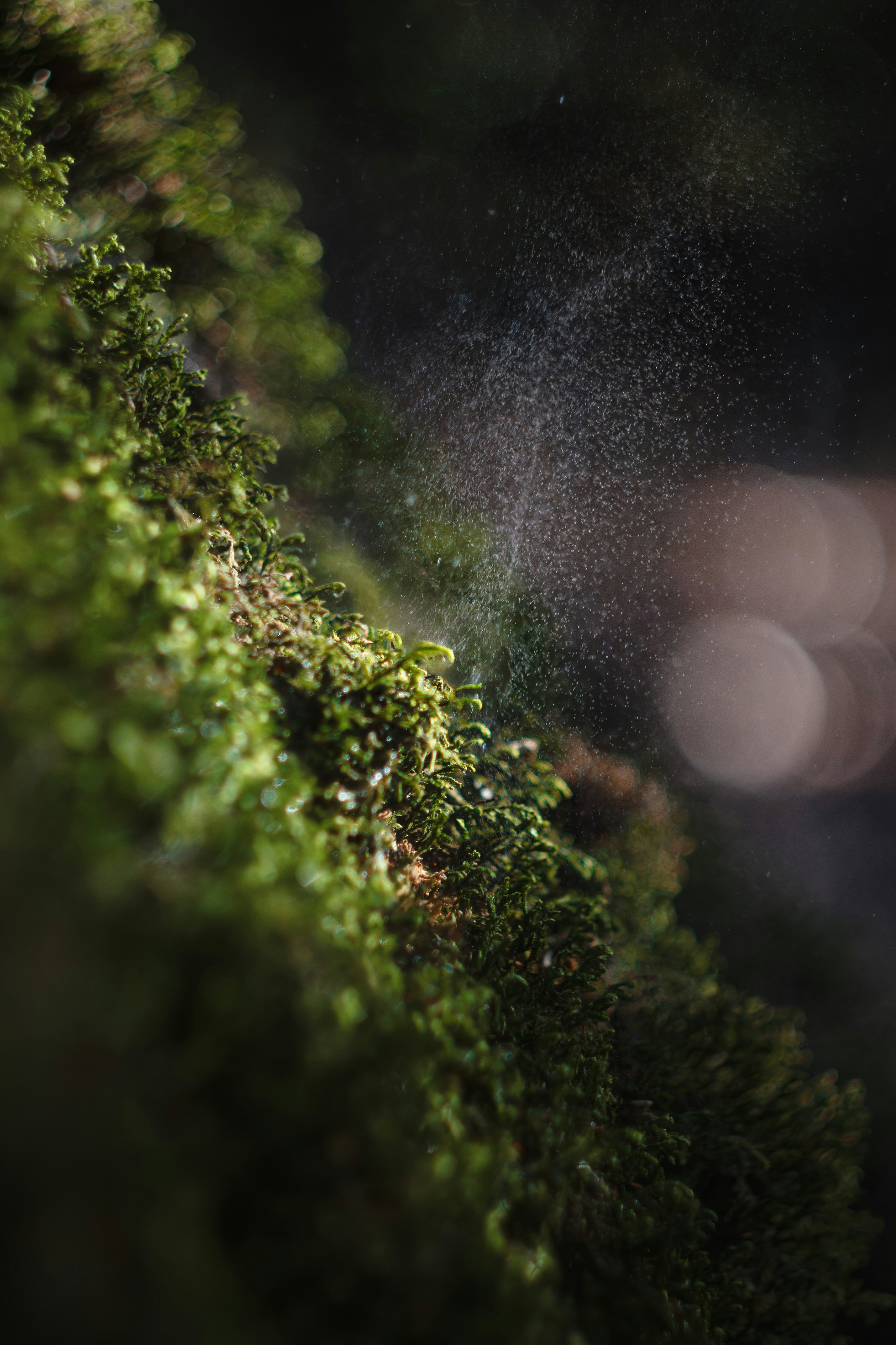 A close-up of lush green moss surrounded by a fine spray of water, illuminated against a dark, softly blurred forest background, creating the impression of a tiny spirit emerging from the moss.