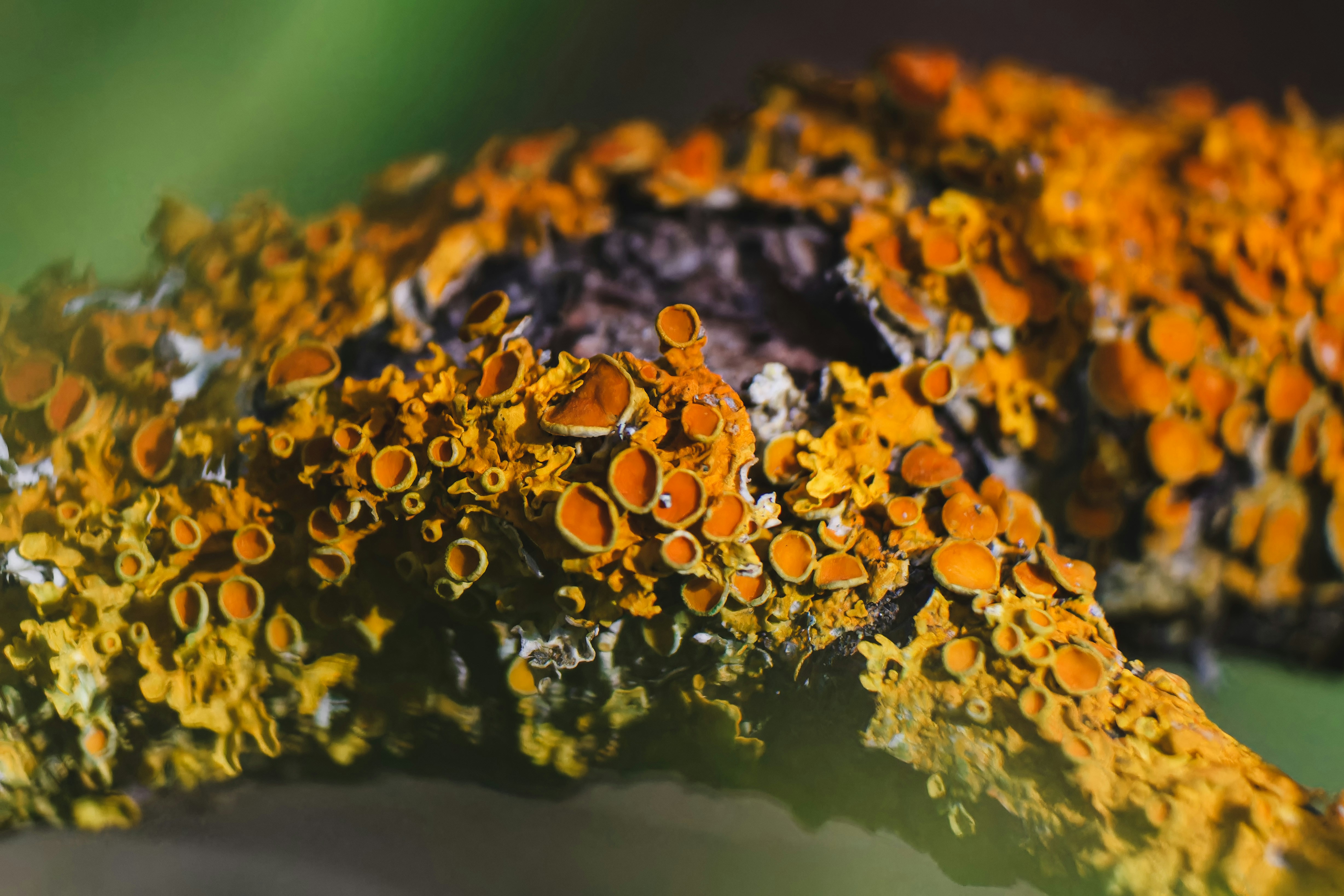 Orangish Lichen on a Mossy Rock: A Microcosm of Color and Texture