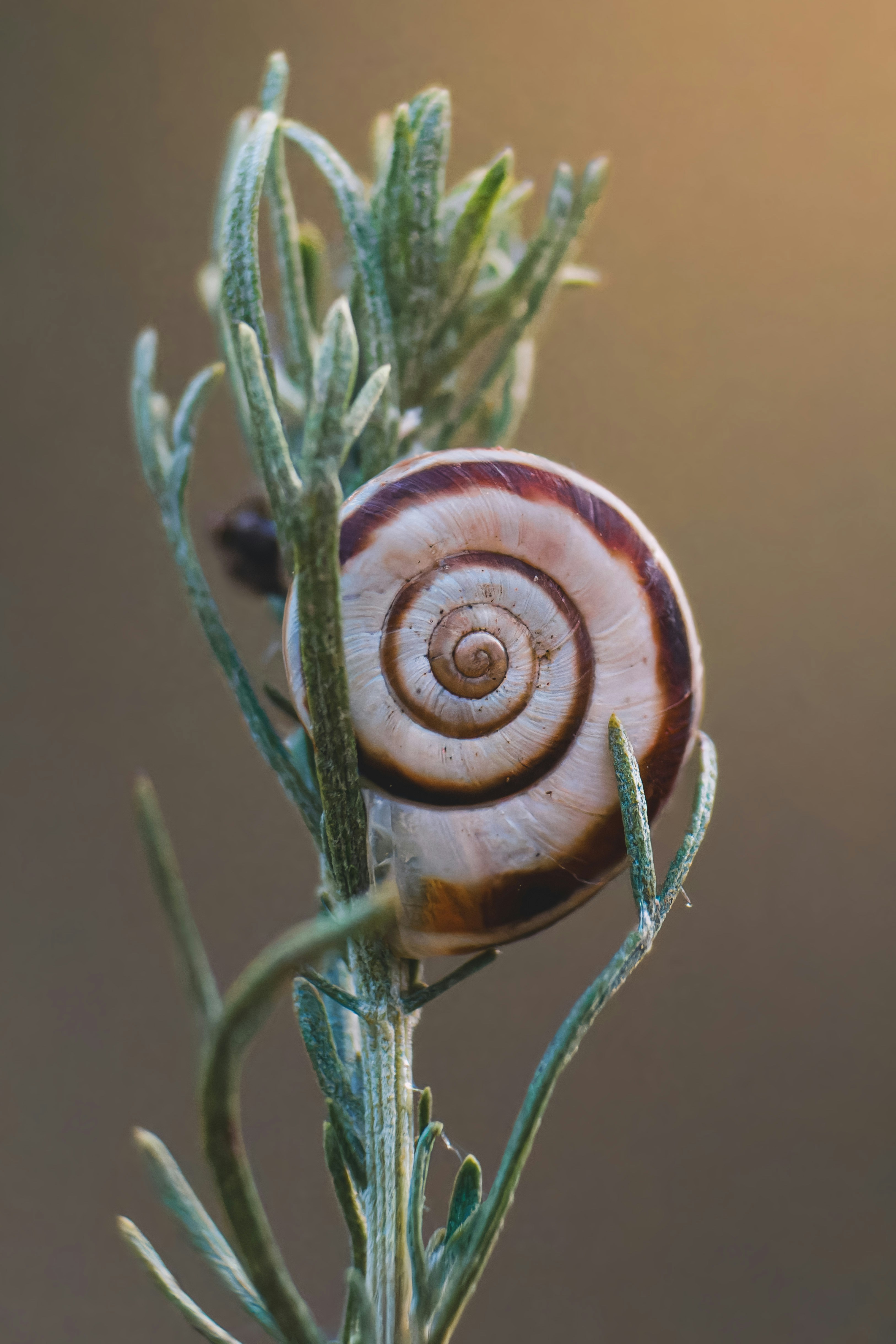Coiled Echo: A snail shell framed by silvery herbal stems