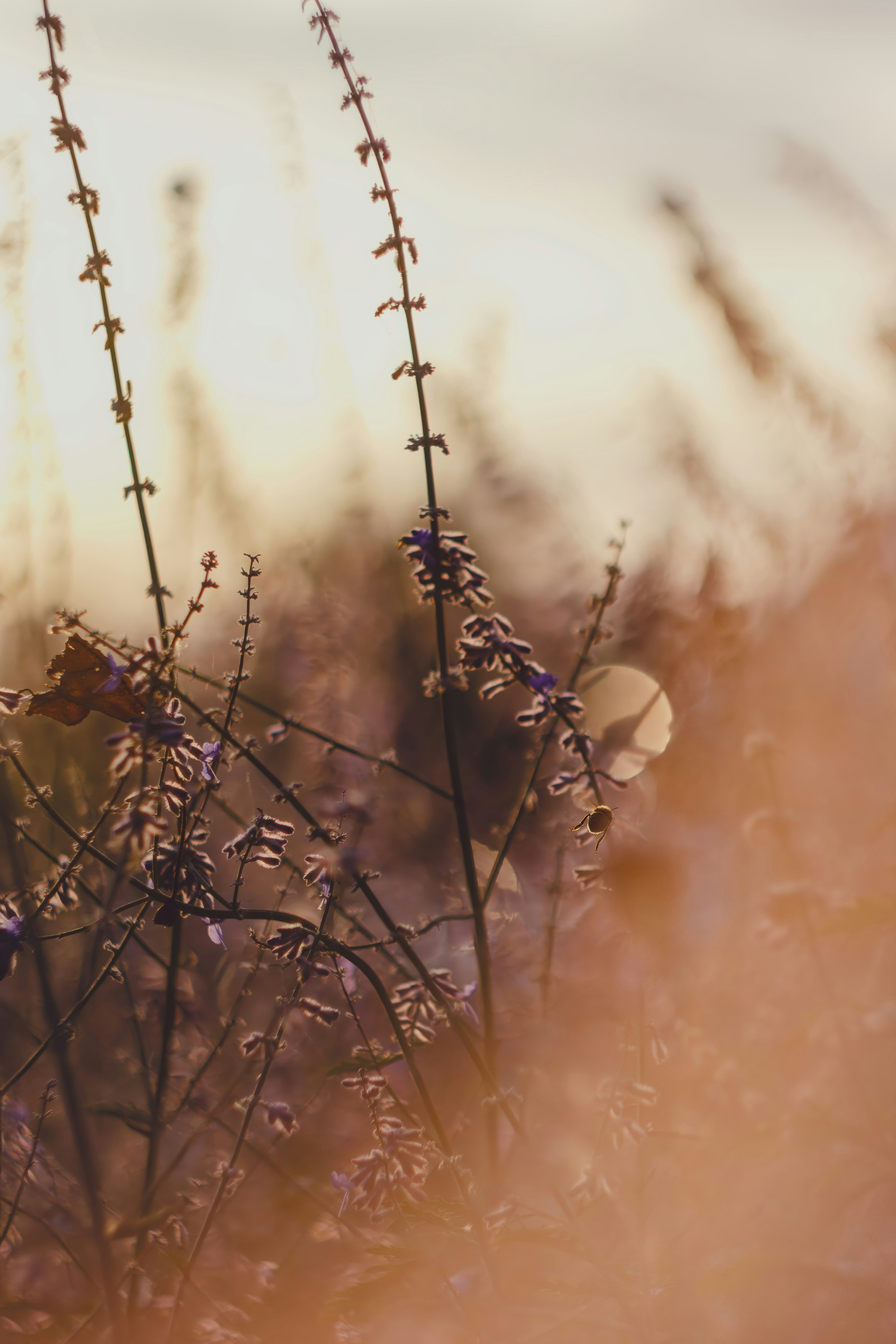Evening Prairie: Delicate Blooms Against a Backlit Haze