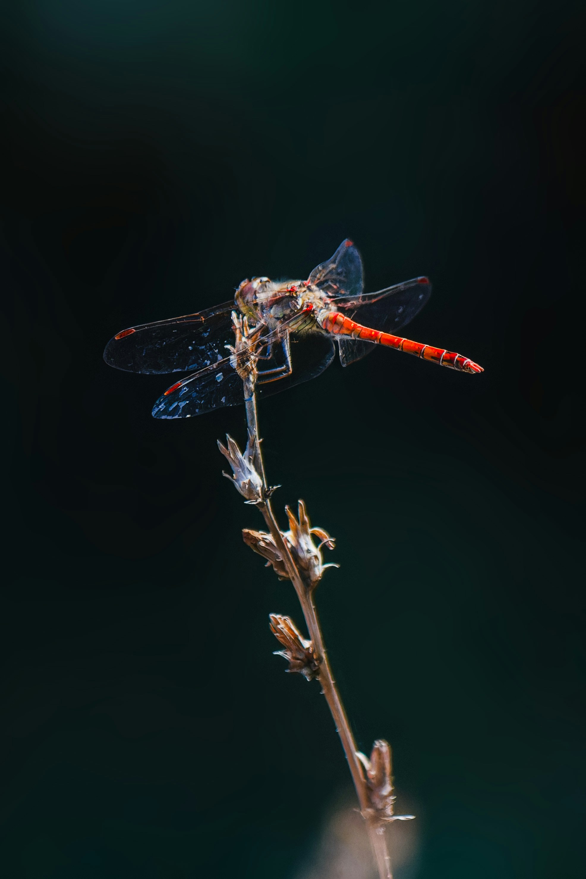 Crimson Odonata on a Spare Branch