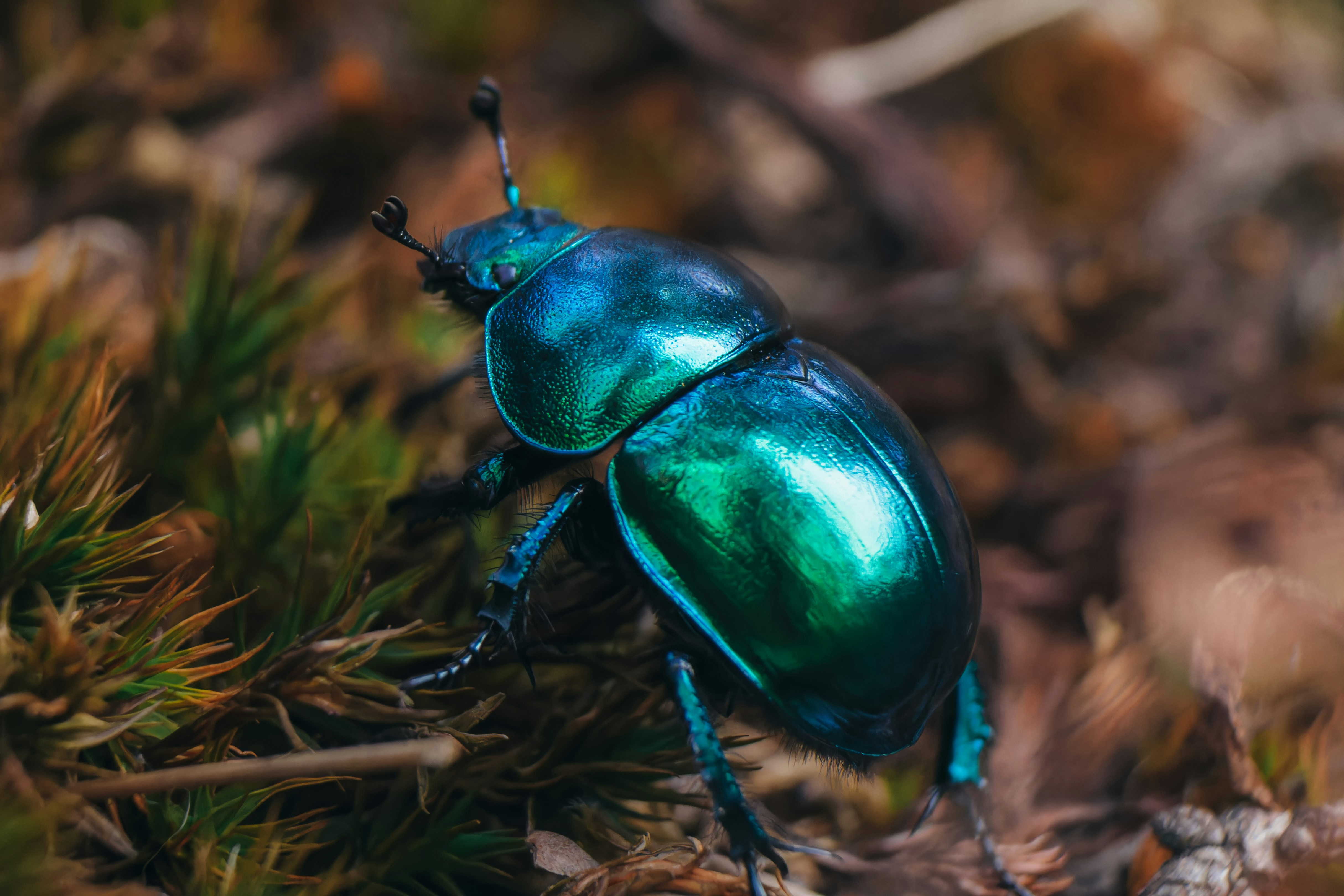 Emerald Diamond: A Metallic Beetle Adapts to Forest Floor Light