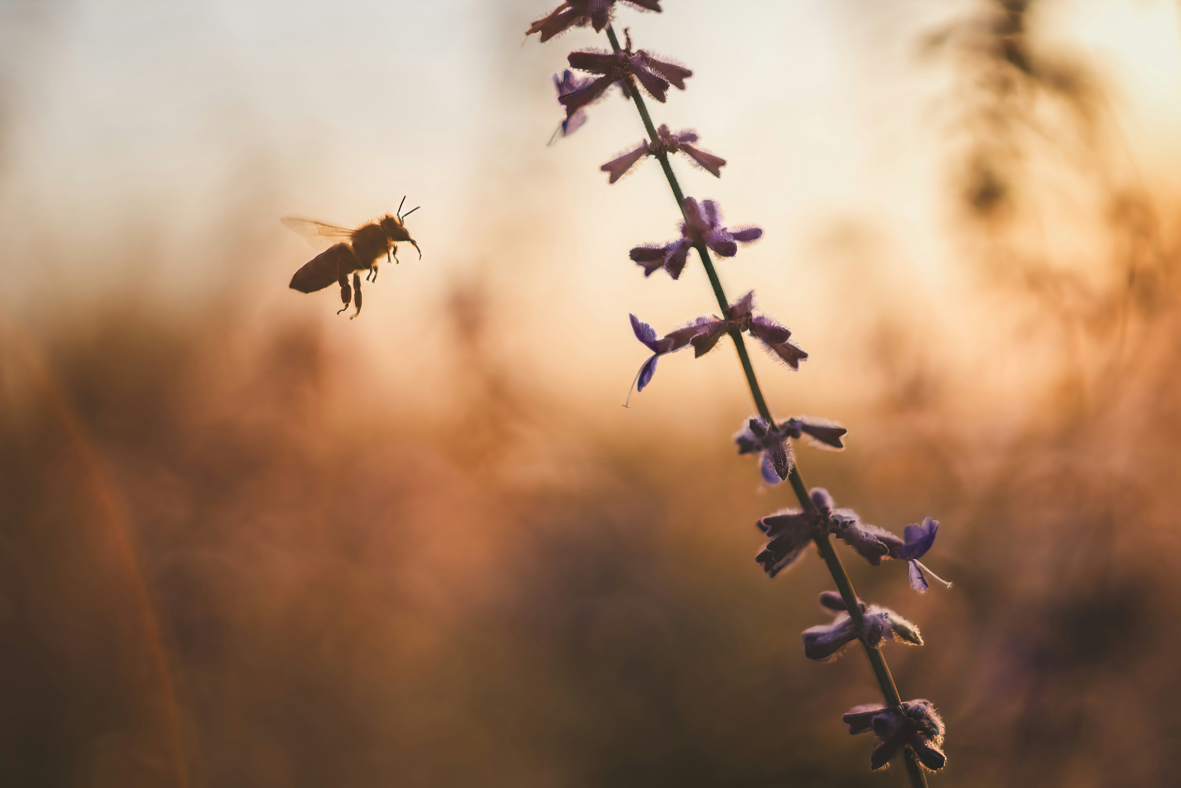 Golden Hour Mission: Bee Near Lavender Stalk