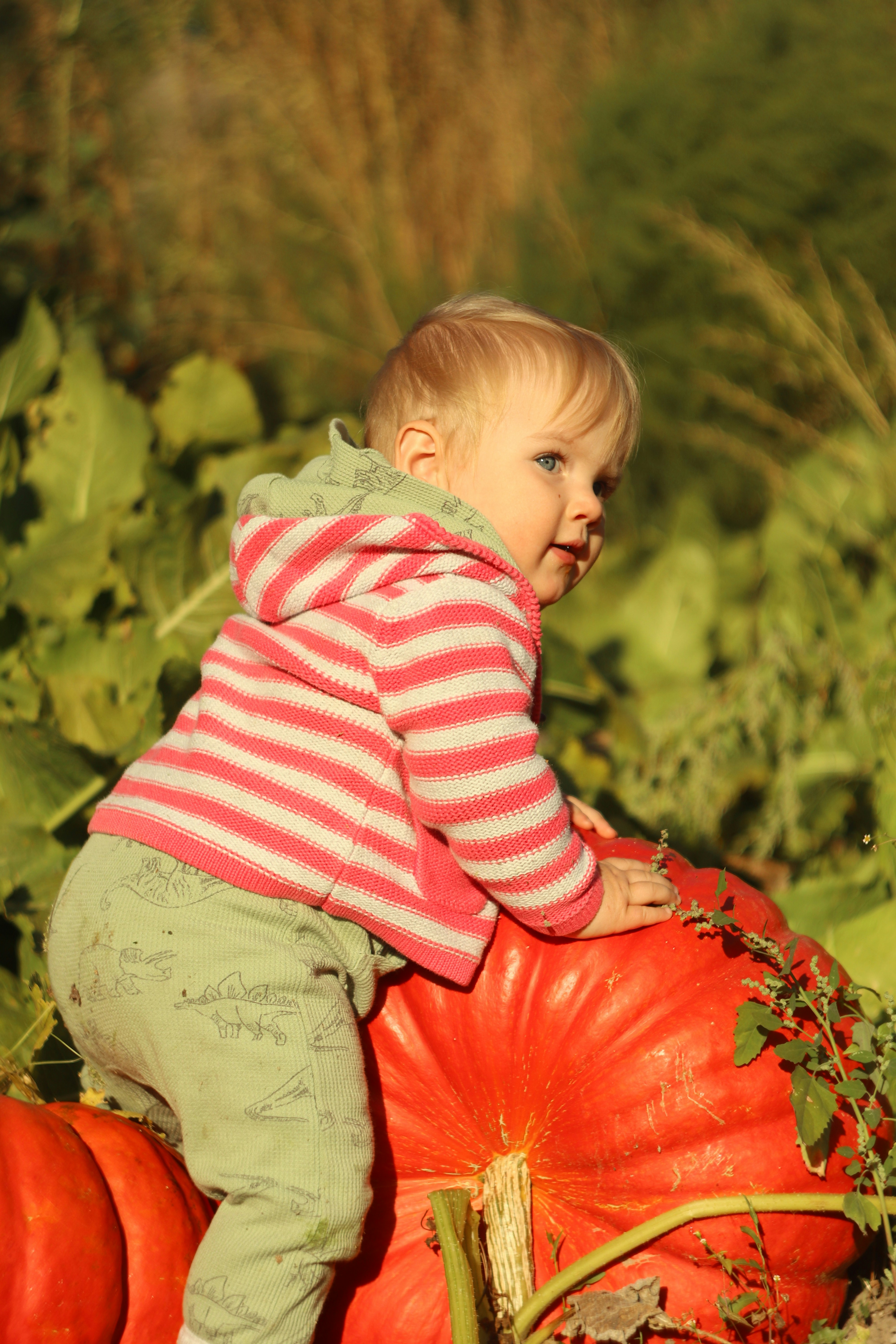 Twilight Harvest: A curious toddle on a pumpkin throne