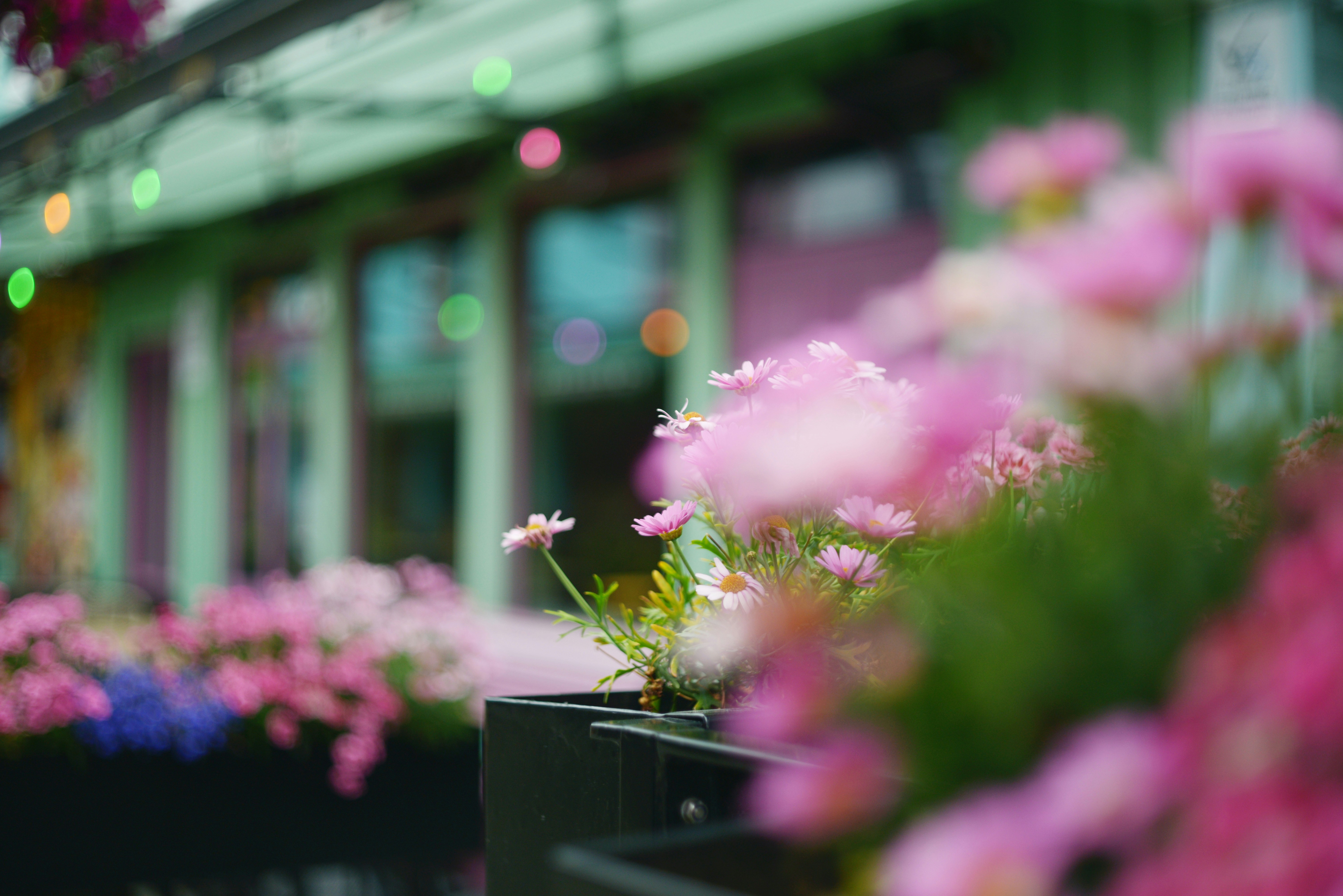 Petals in Focus: A Blooming Moment Along a City Balcony