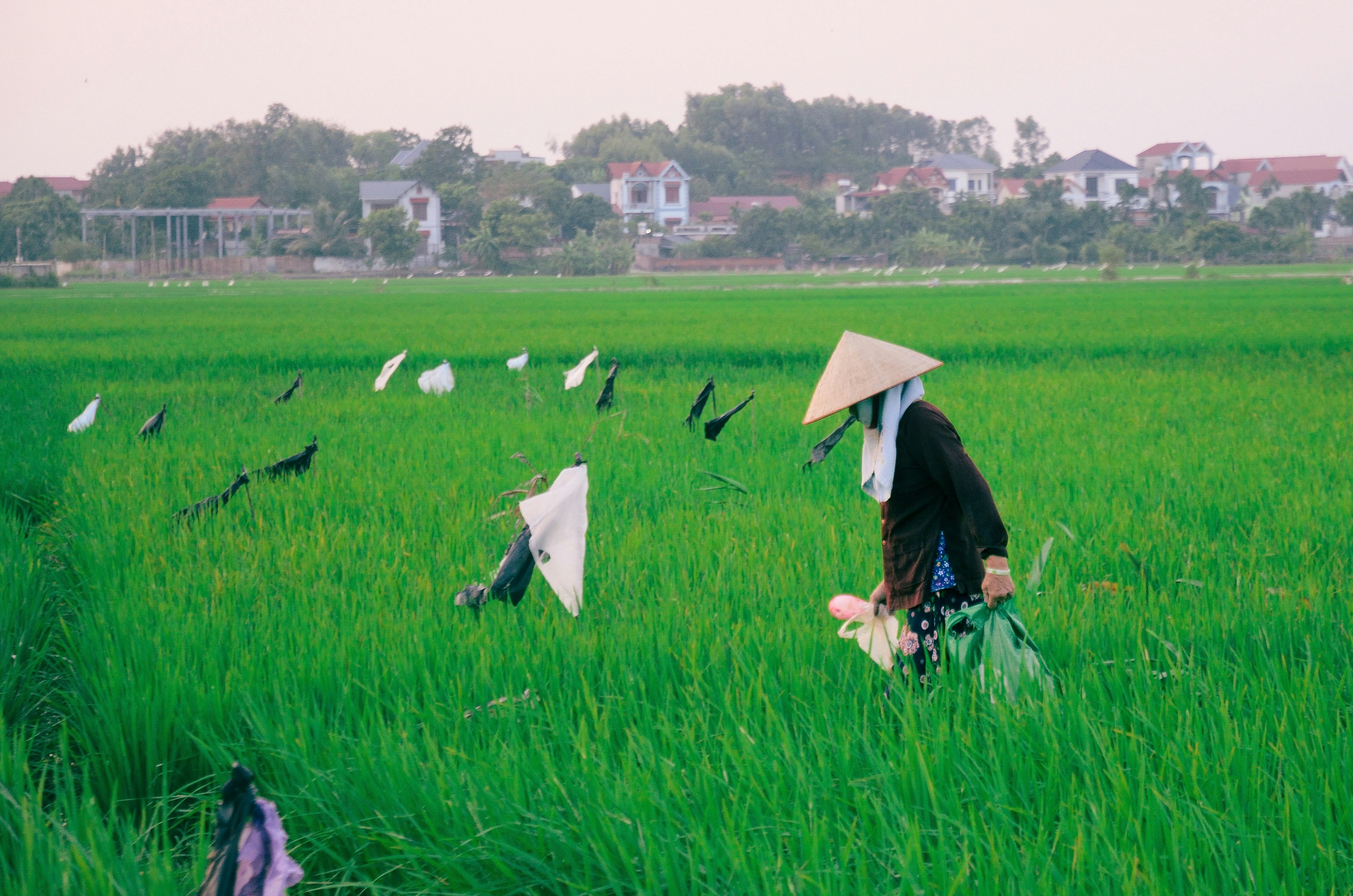 Cowherds in a Verdant Field Under a Quiet Horizon