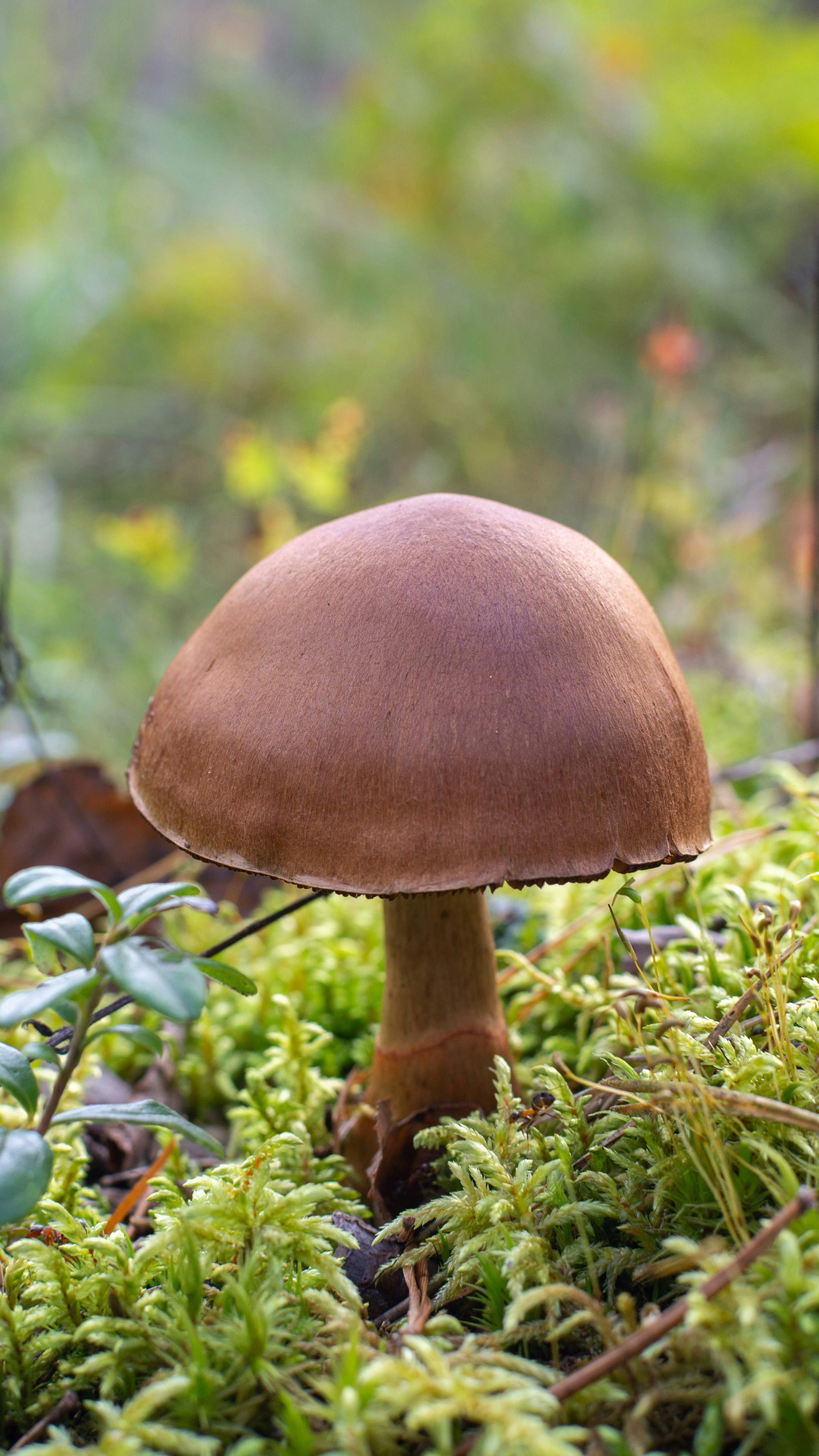 Mushroom Sentinel: A solitary toadstool among emerald moss