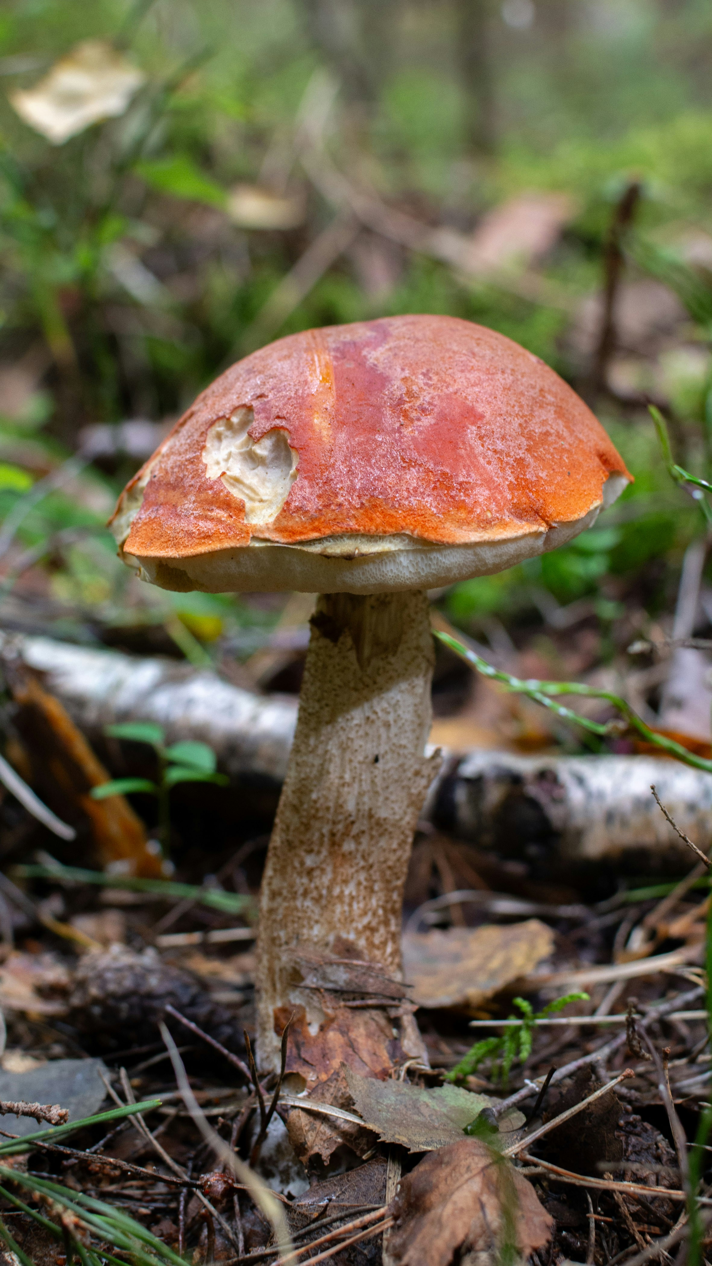 Rust-colored mushroom with a stout stem rises from a leaf-strewn woodland floor, framed by moss and tiny plants.