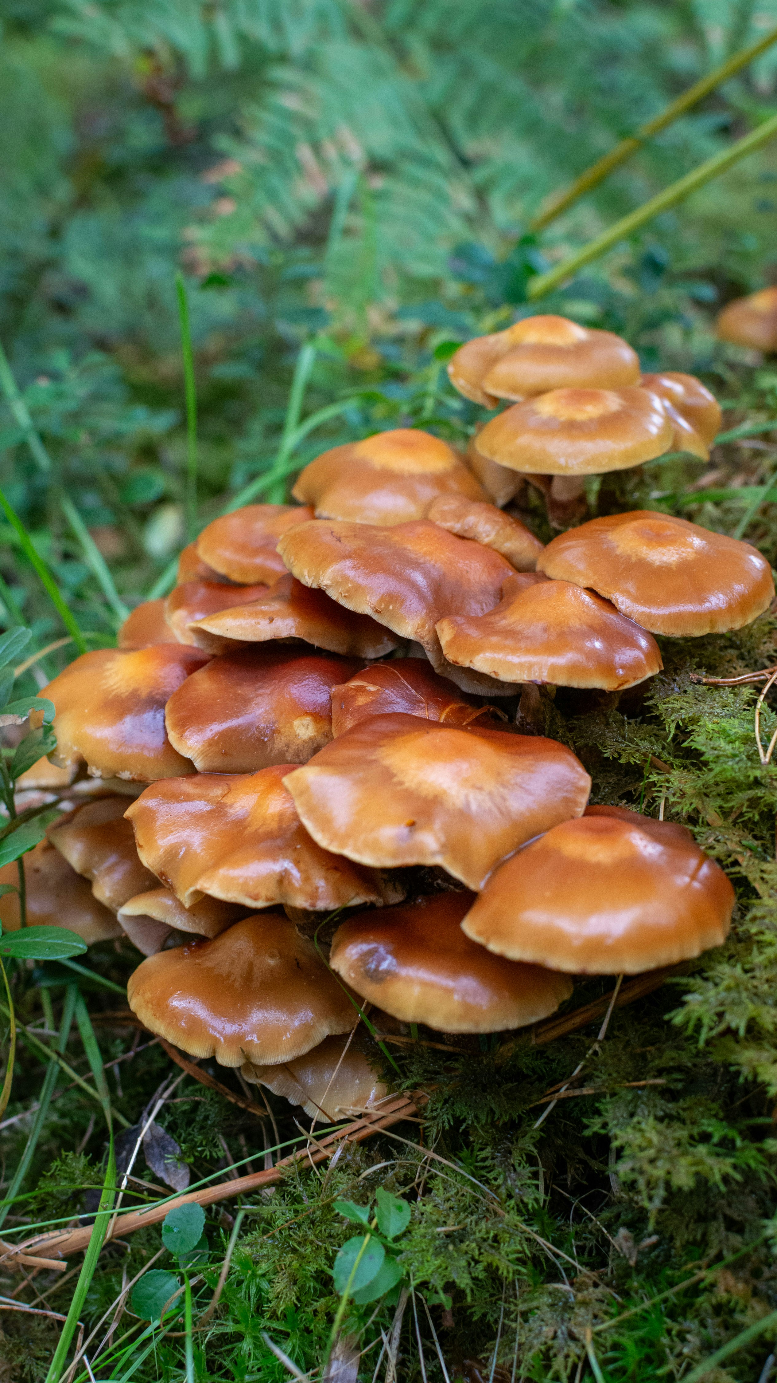 Clustered Honey-Colored Mushrooms on Mossy Forest Floor