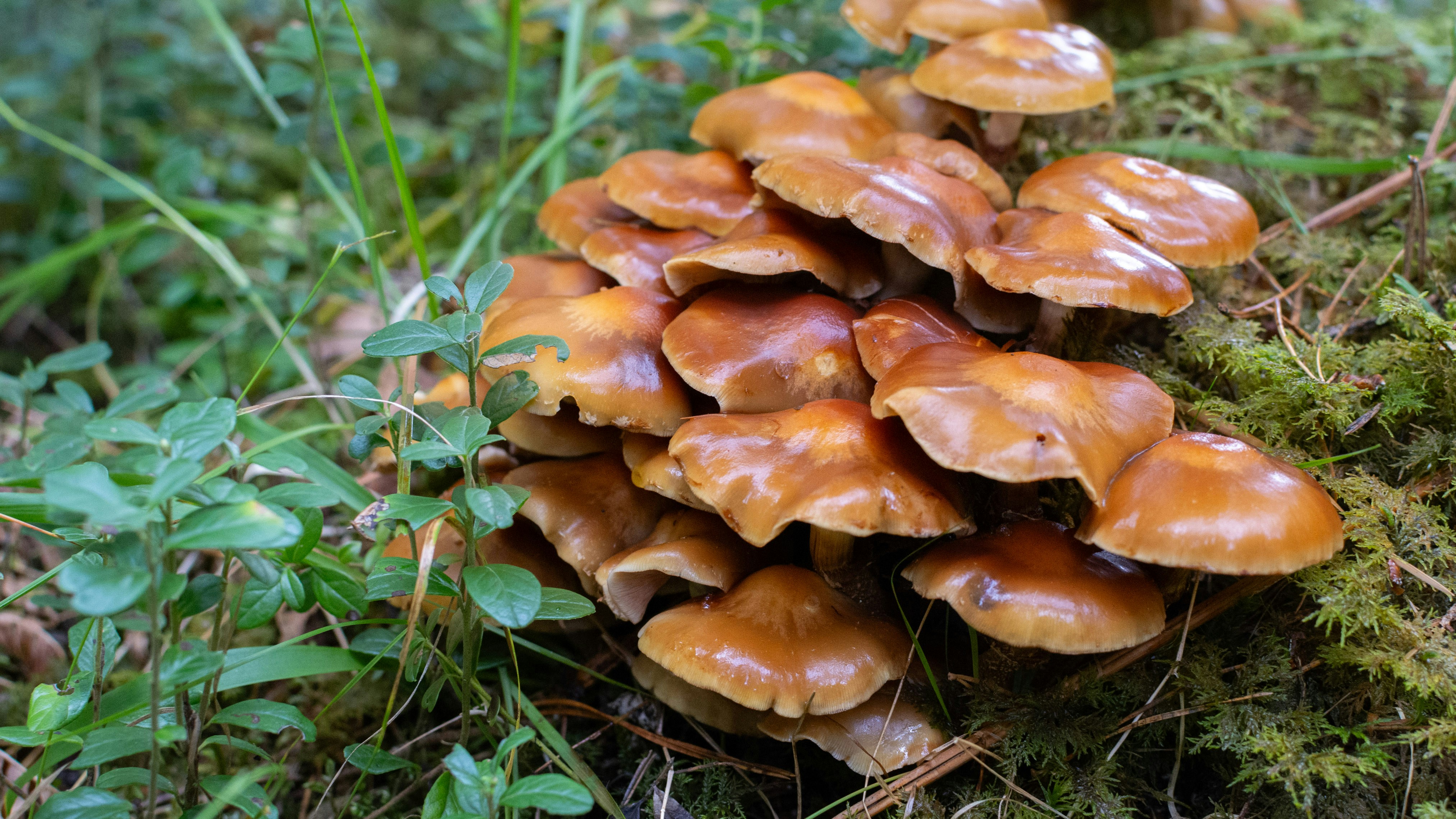 Forest Crown: A Dense Shrine of Golden Brown Mushrooms