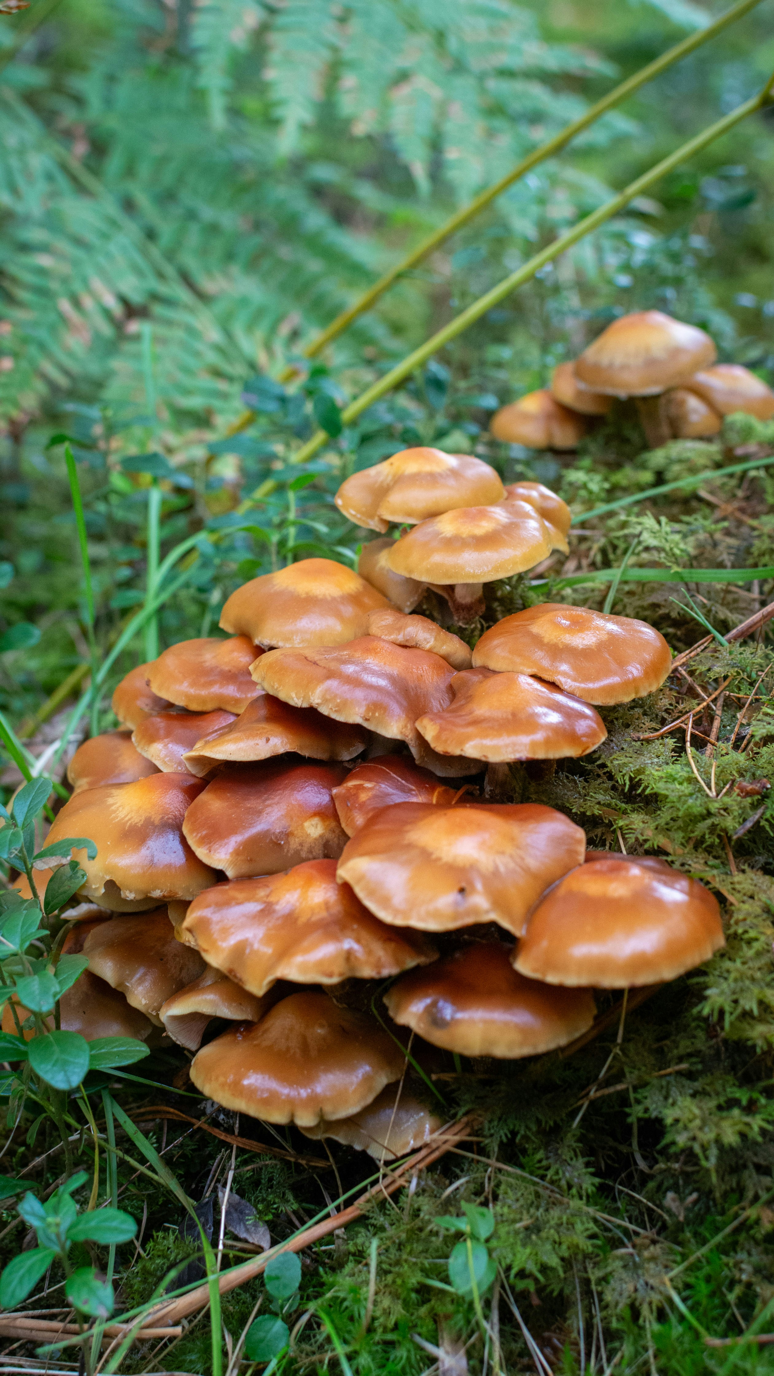 Mushroom Choir on the Forest Floor
