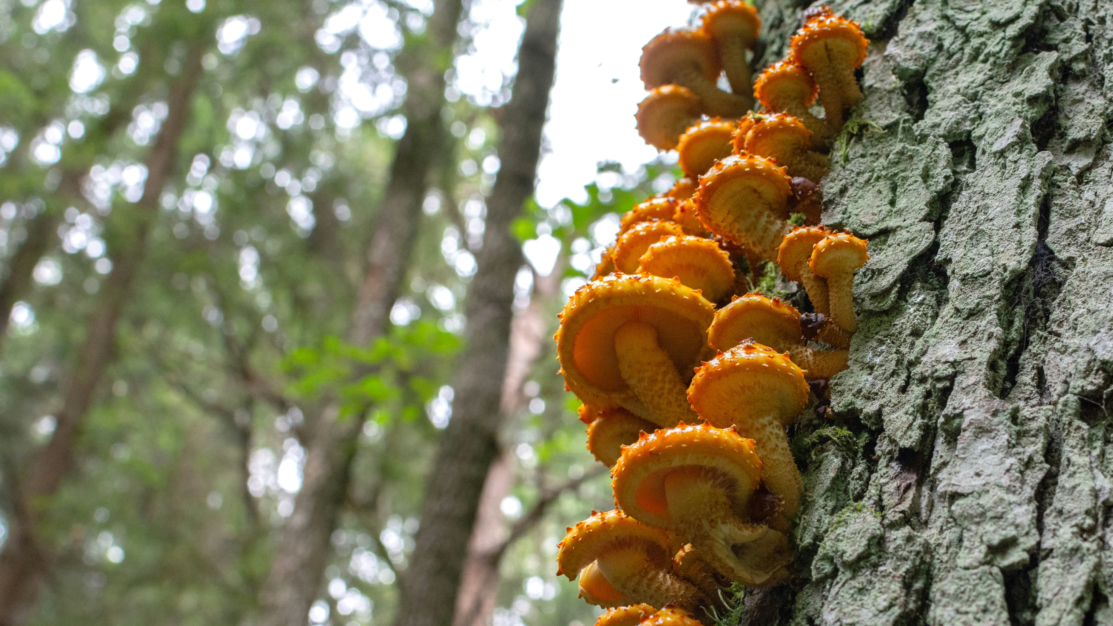 Orange bracket fungi tracing a rugged tree trunk
