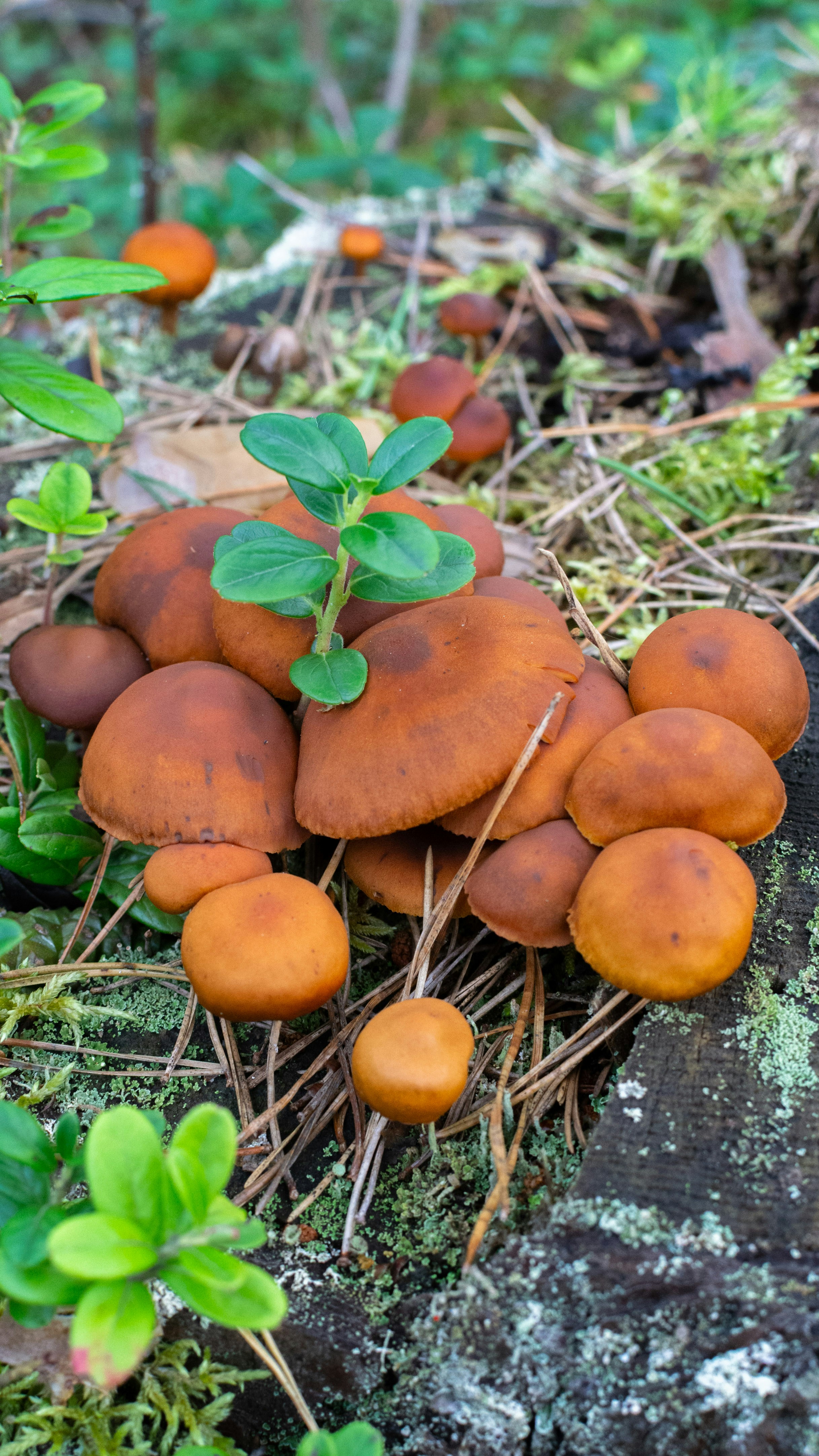 Orange-Hued Mushrooms Nestled Among Pine Needles and Sprouts