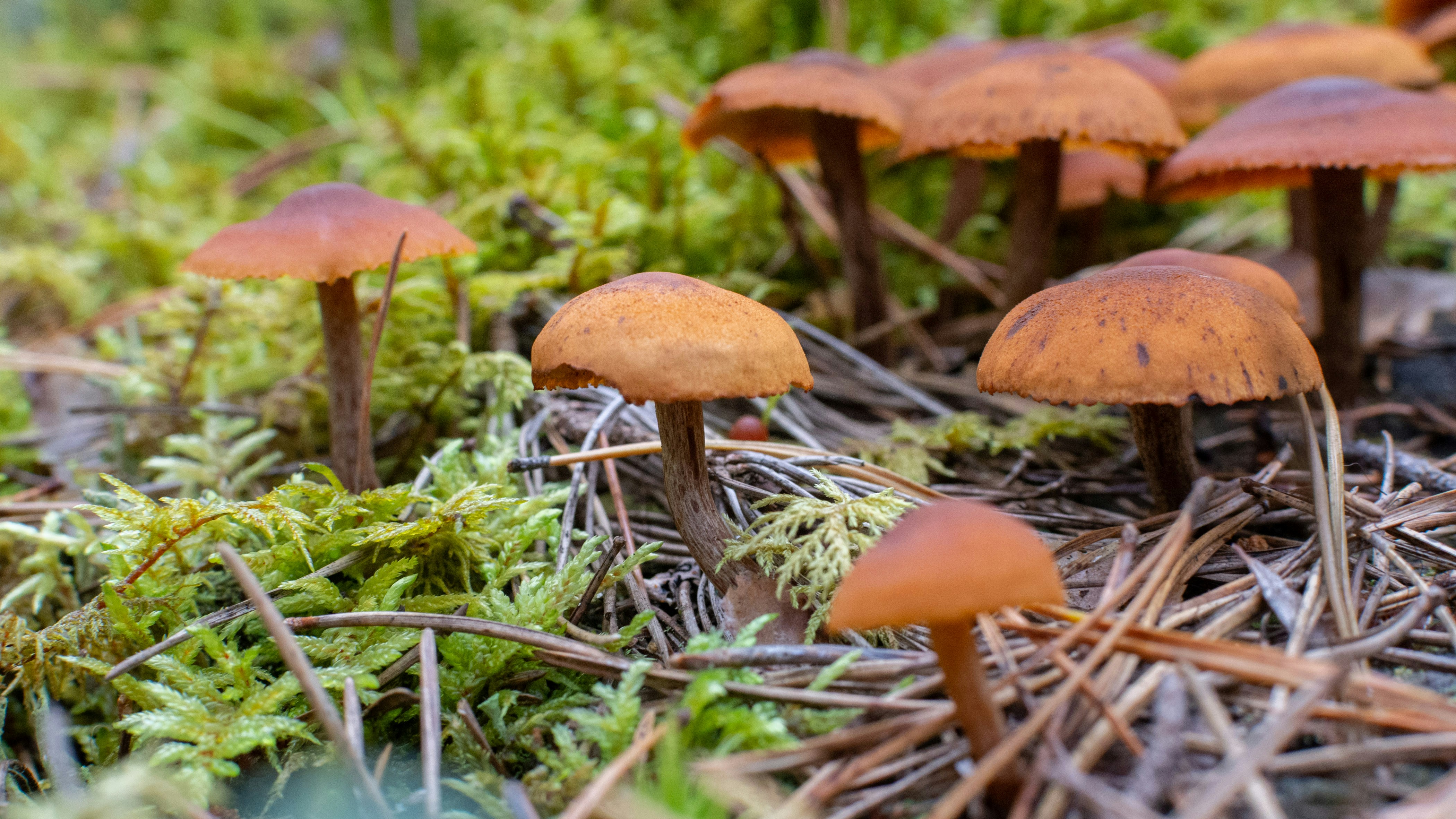 Mushroom Choir in a Mossy Forest Bed