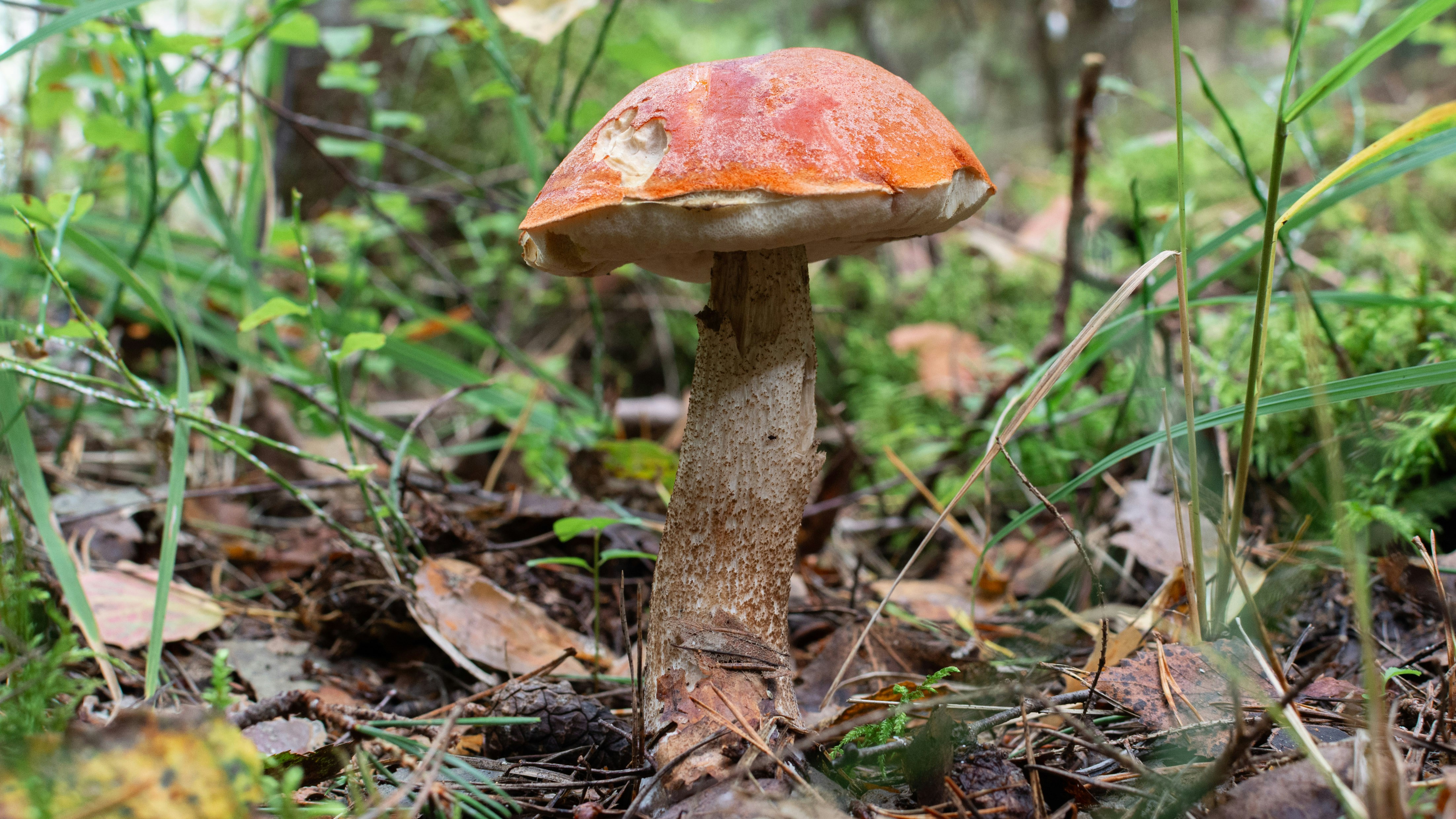 Mushroom Sentinel: A Scarlet-Capped Fungus Amid Forest Floor Grasses
