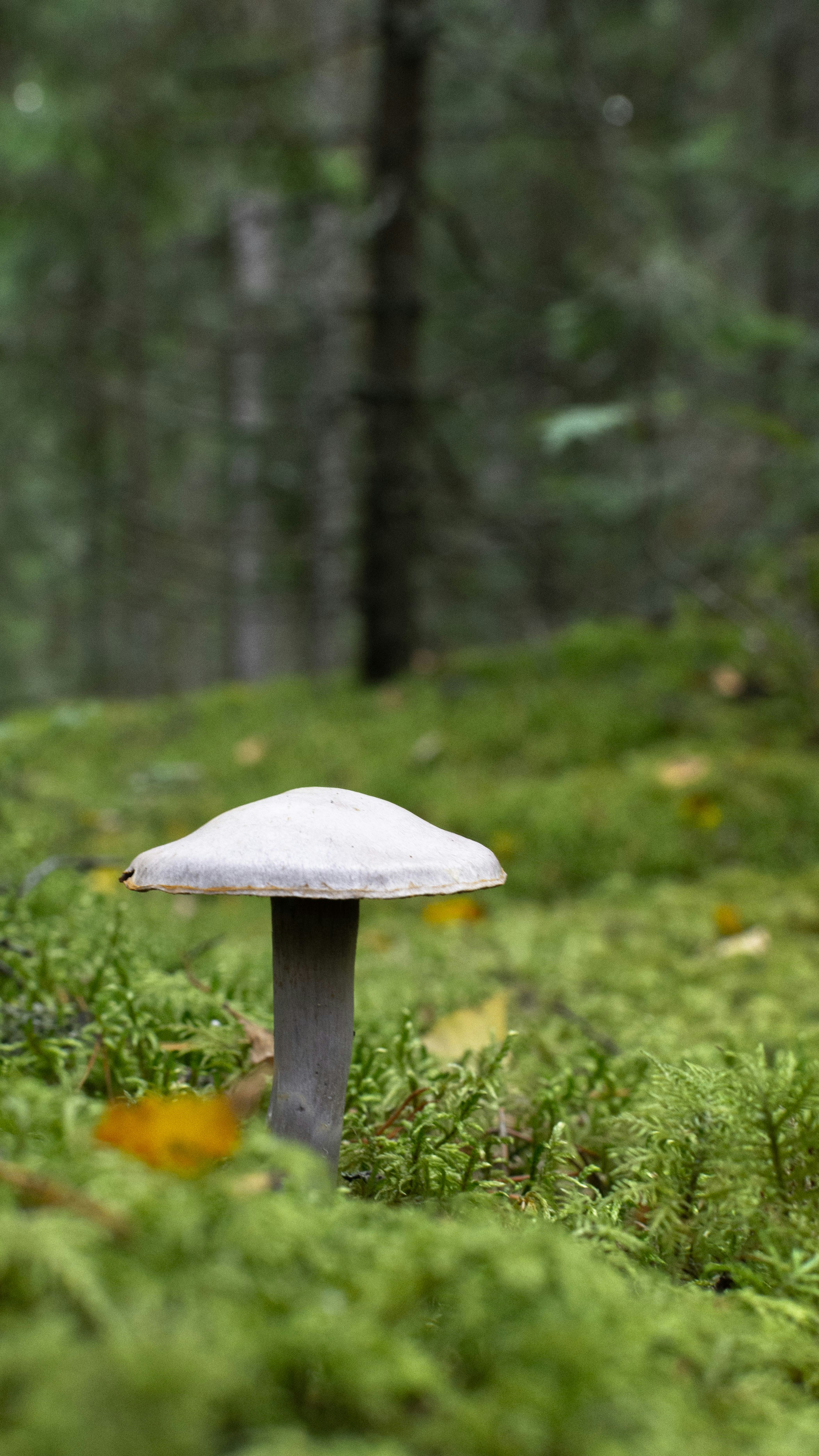 Mushroom Sentinel: A Lone Fungus Amid Green Velvet