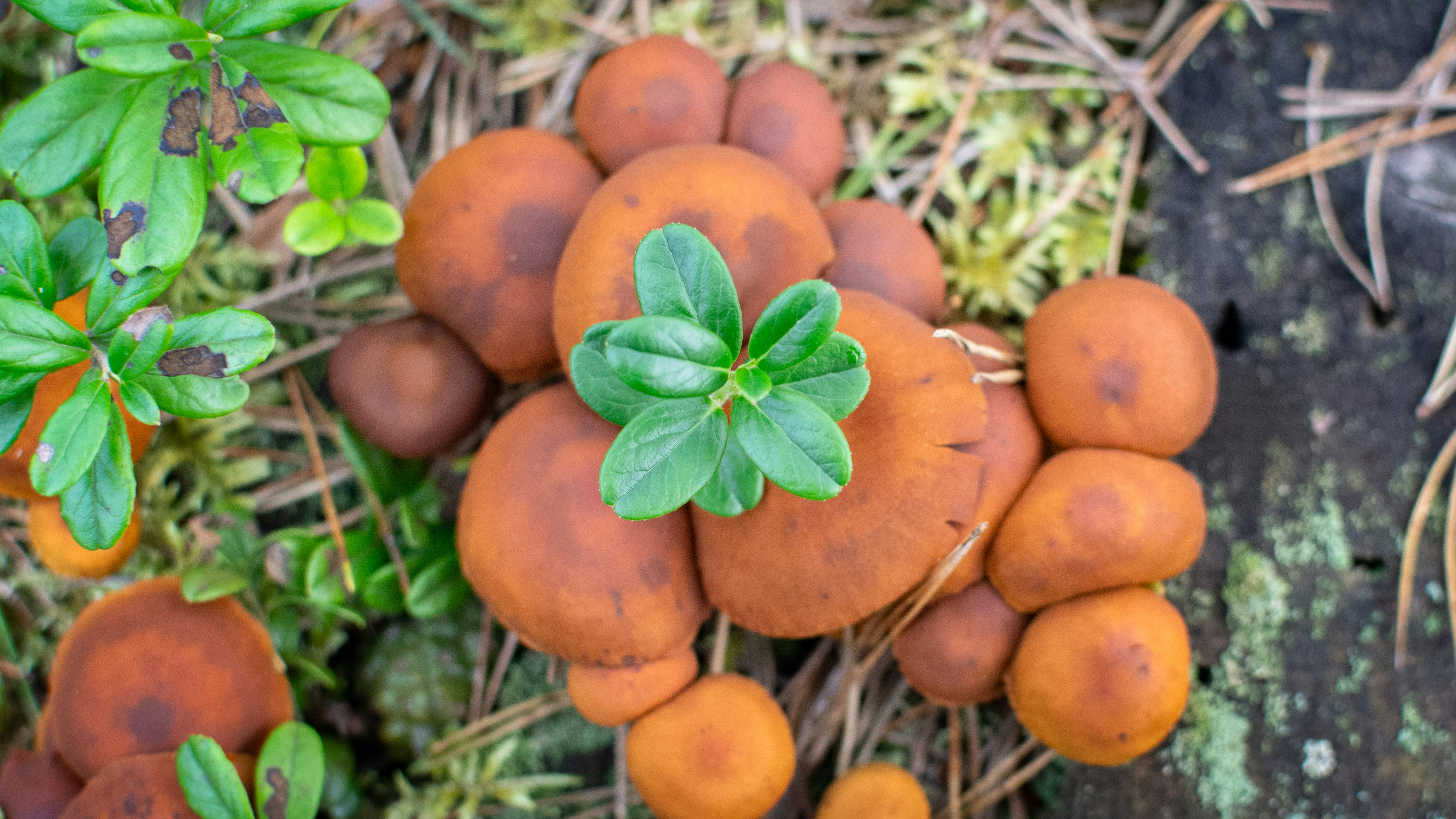 Mushroom Cluster with Green Foliage Centerpiece