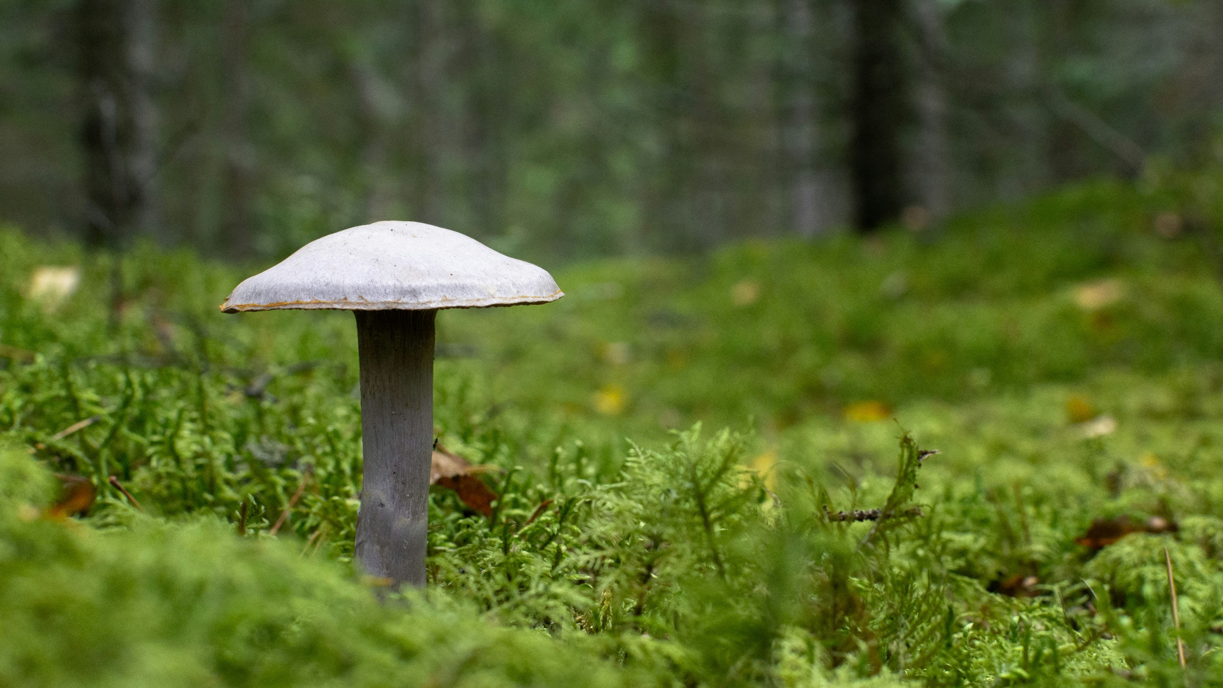 Forest Mushroom Sentinel Amid Mossy Green