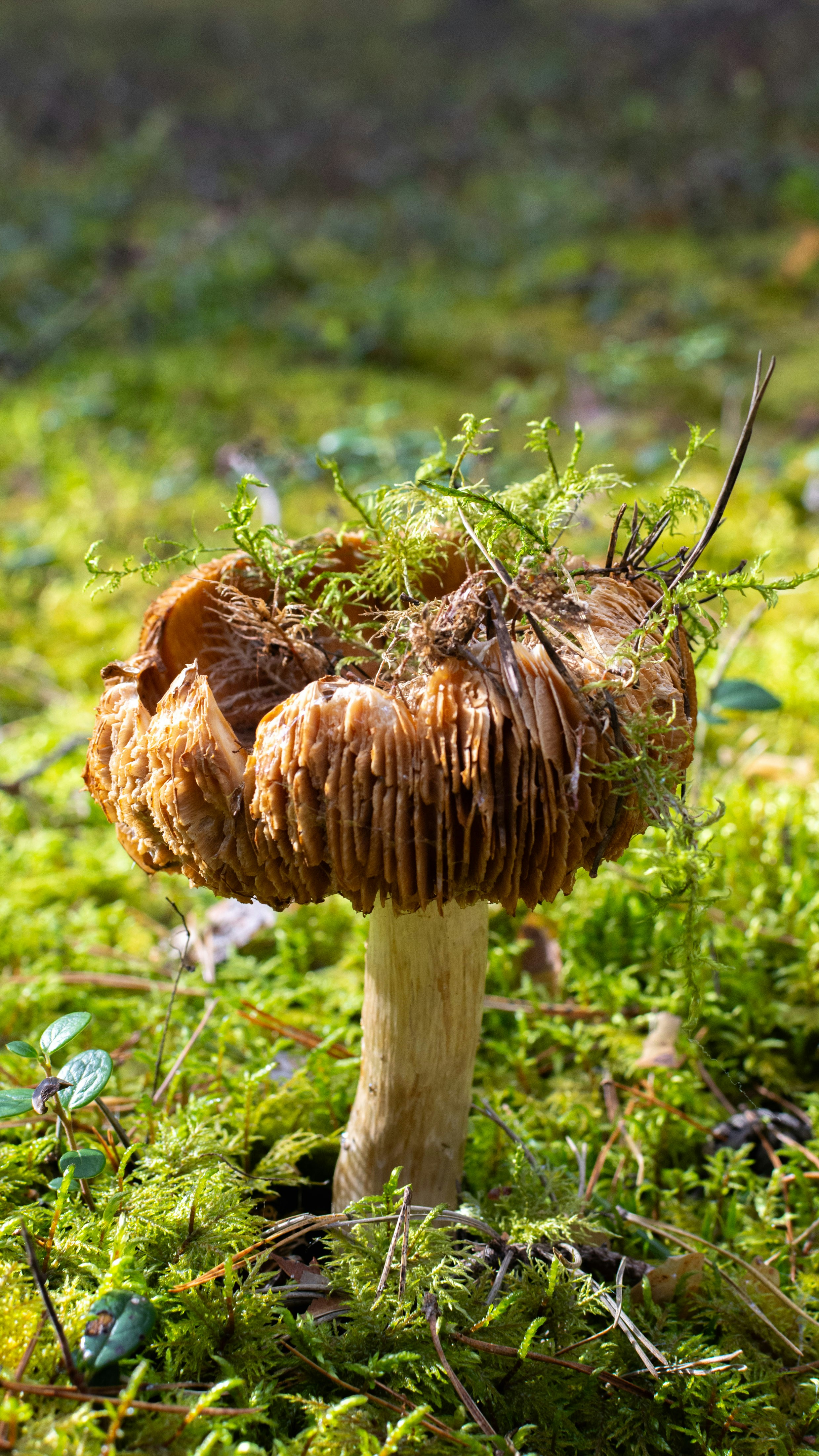 Mushroom Crown in Mossy Forest Floor