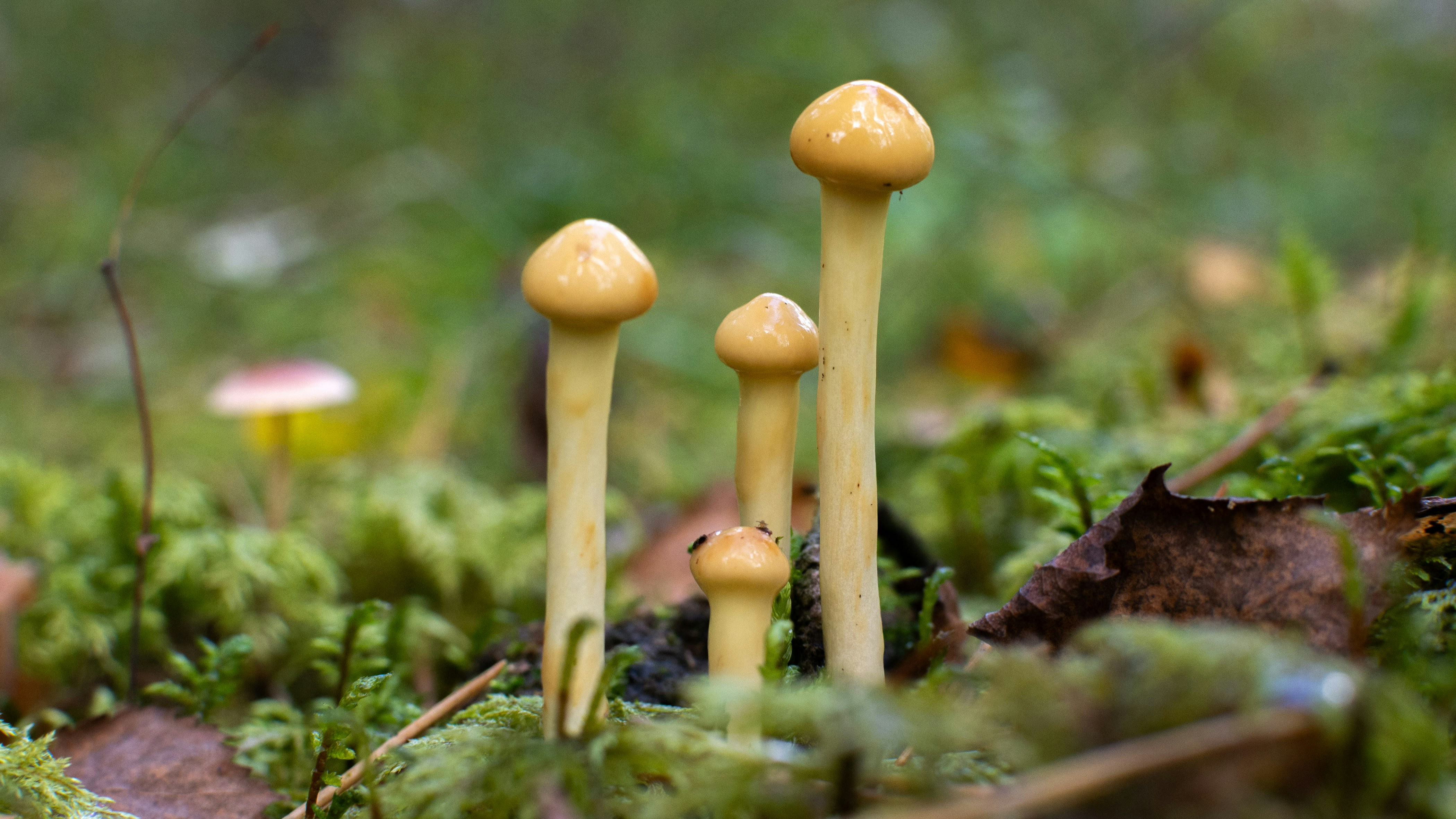 Tiny toadstool cluster rising from mossy forest floor