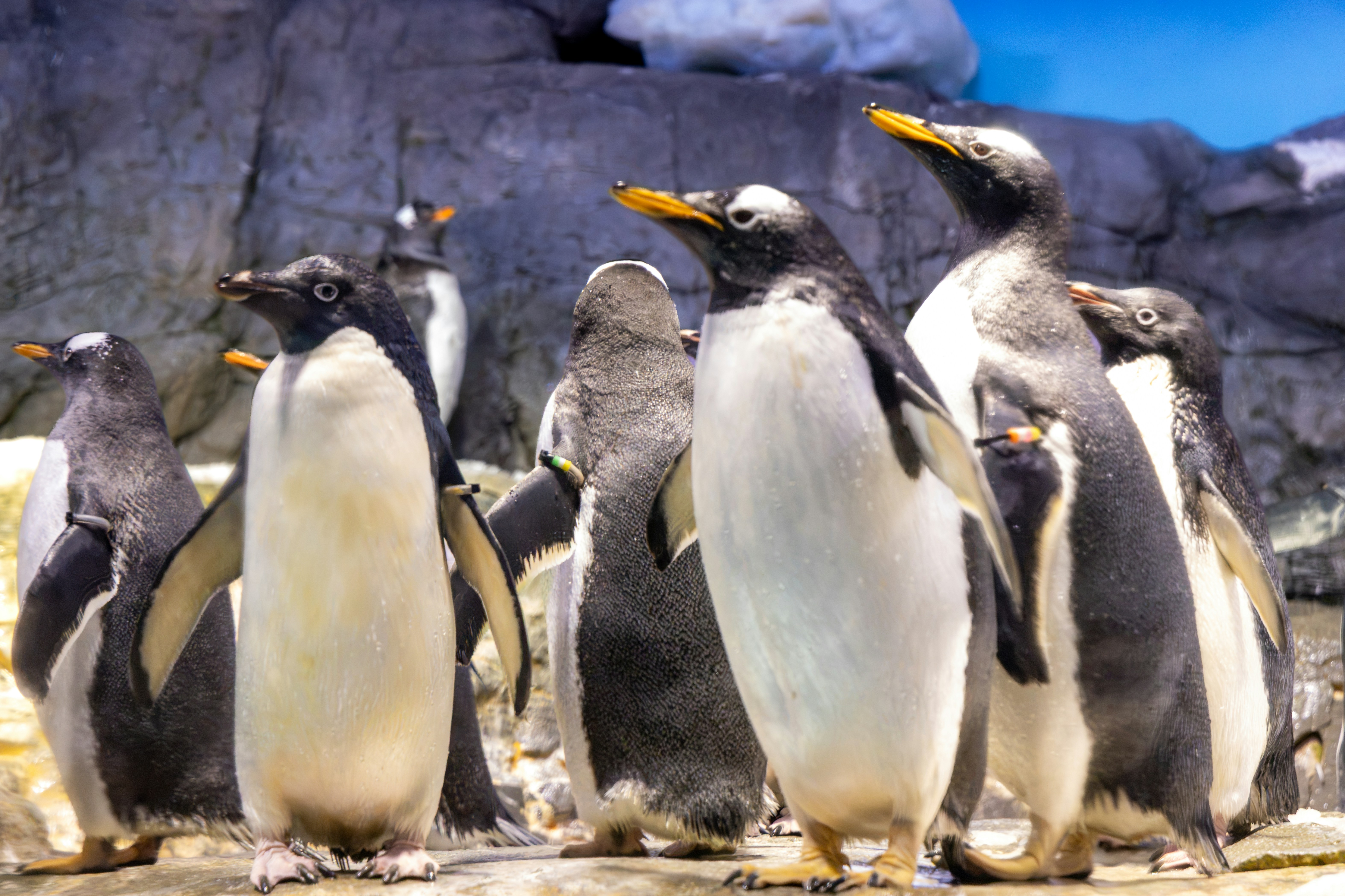 Group of penguins on rocky shore with white bellies and black backs, some facing forward and others looking aside; appears to be an enclosure or exhibit with bright daylight.