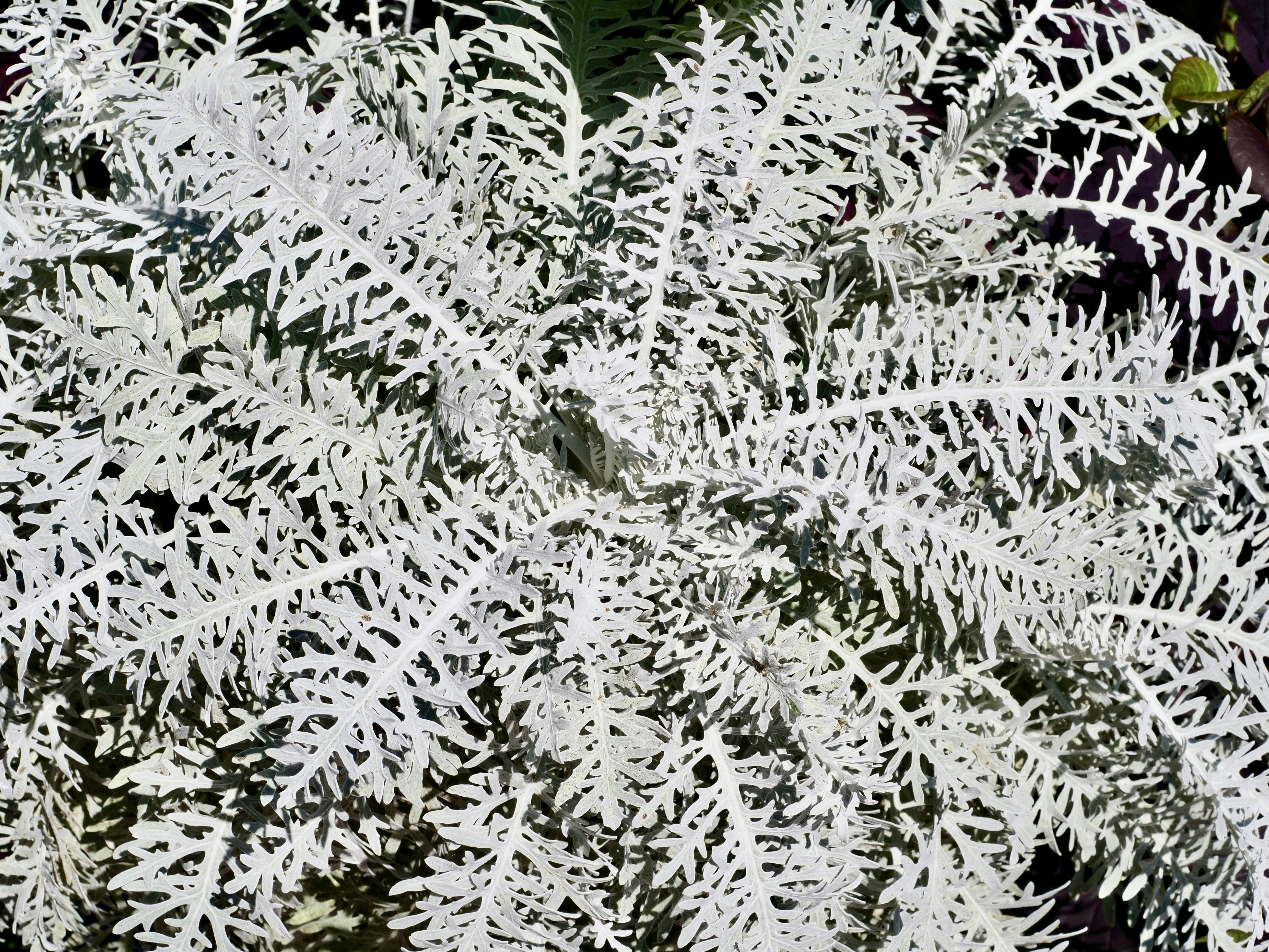Foliage texture