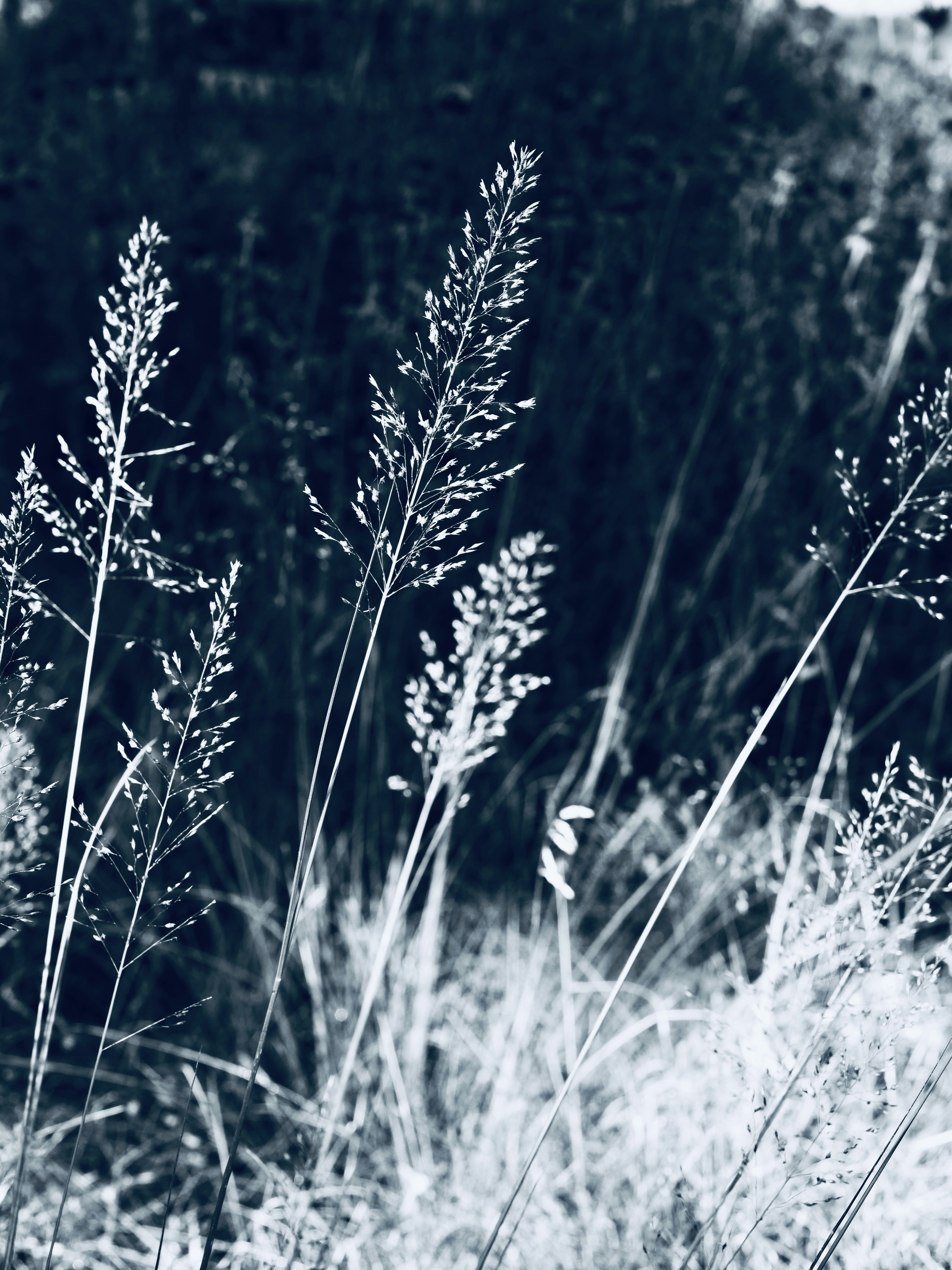 Grass
