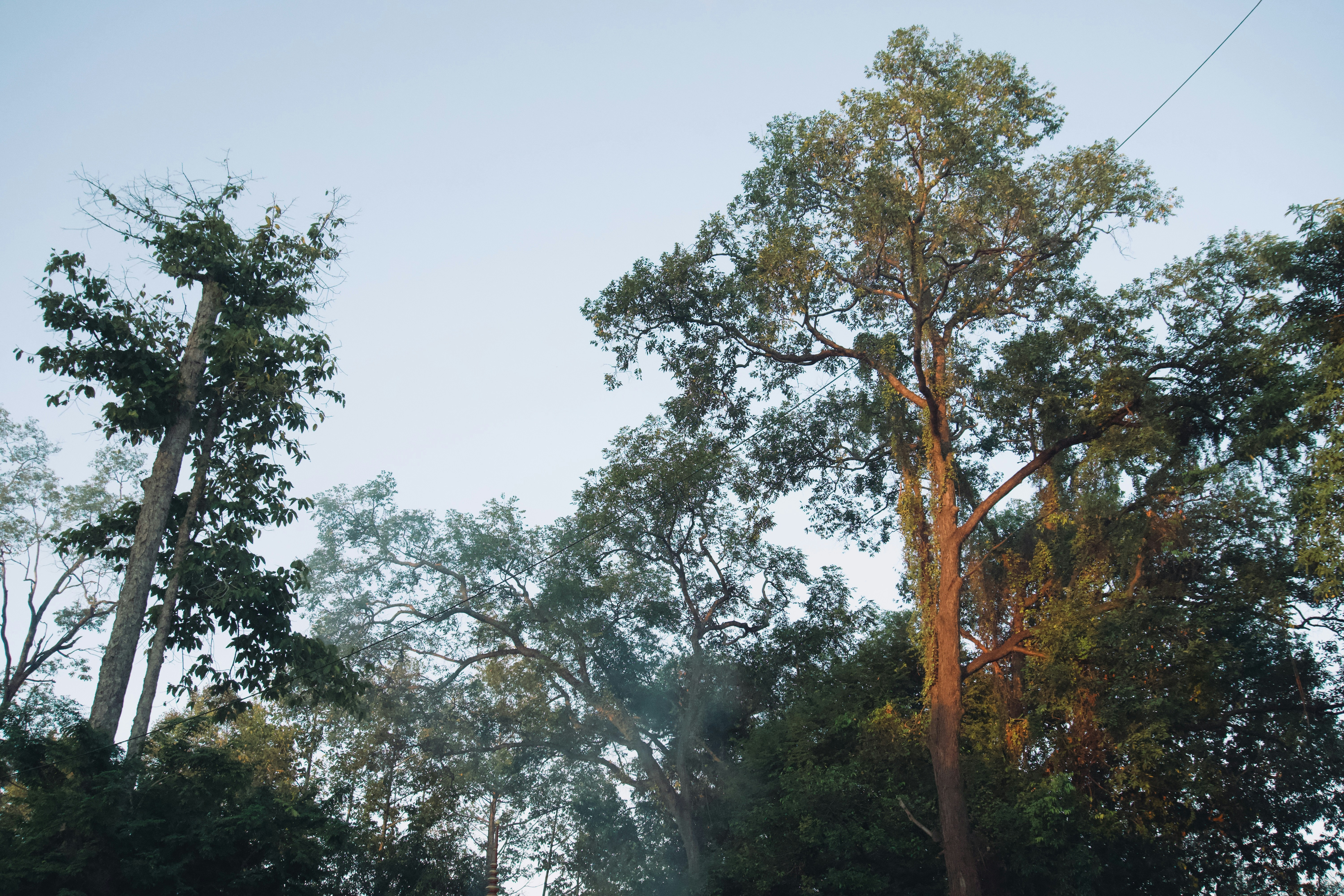 Sunlit Canopy: A Quiet Morning Above the Pines