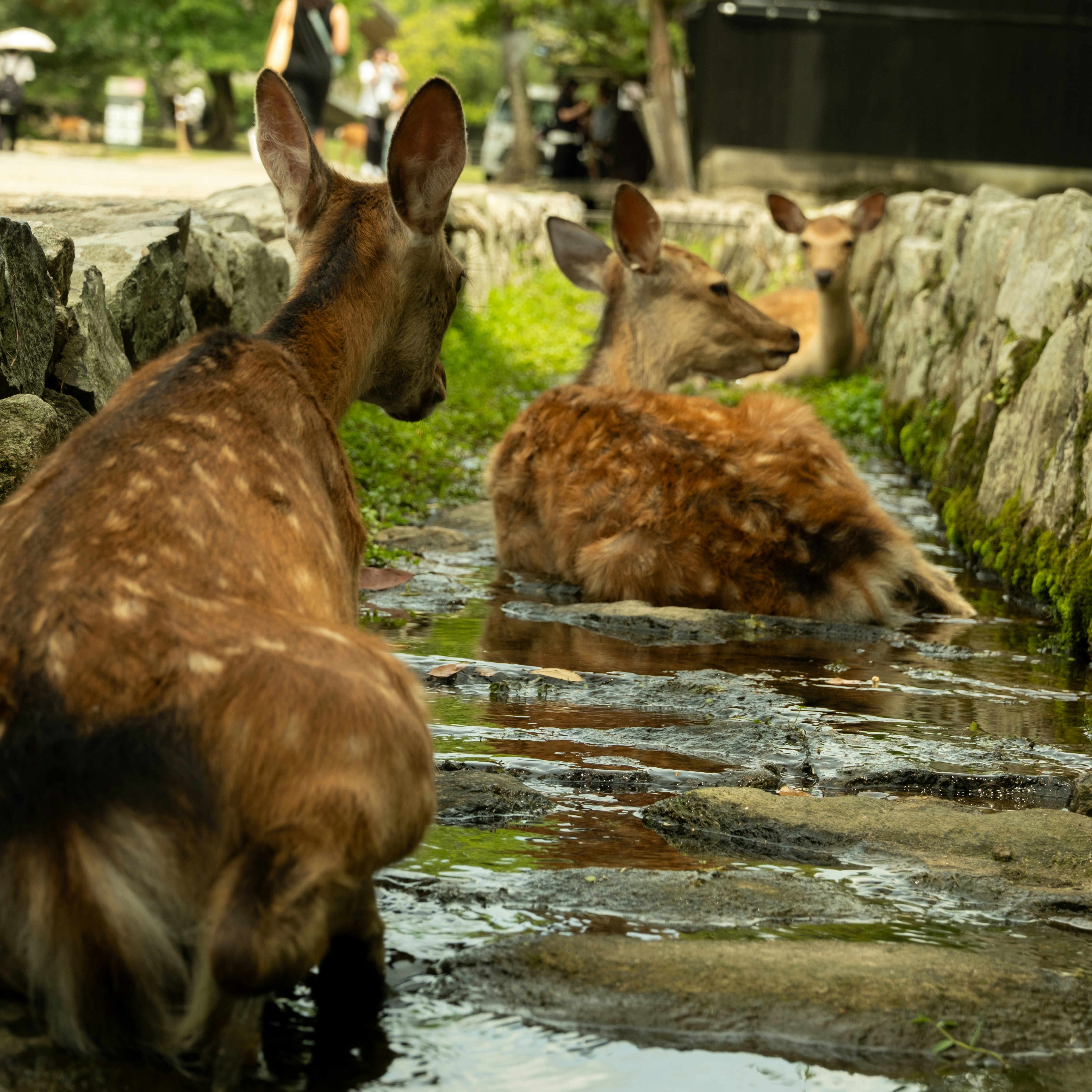 A Quieter Moment: Deer in a Stone Corridor