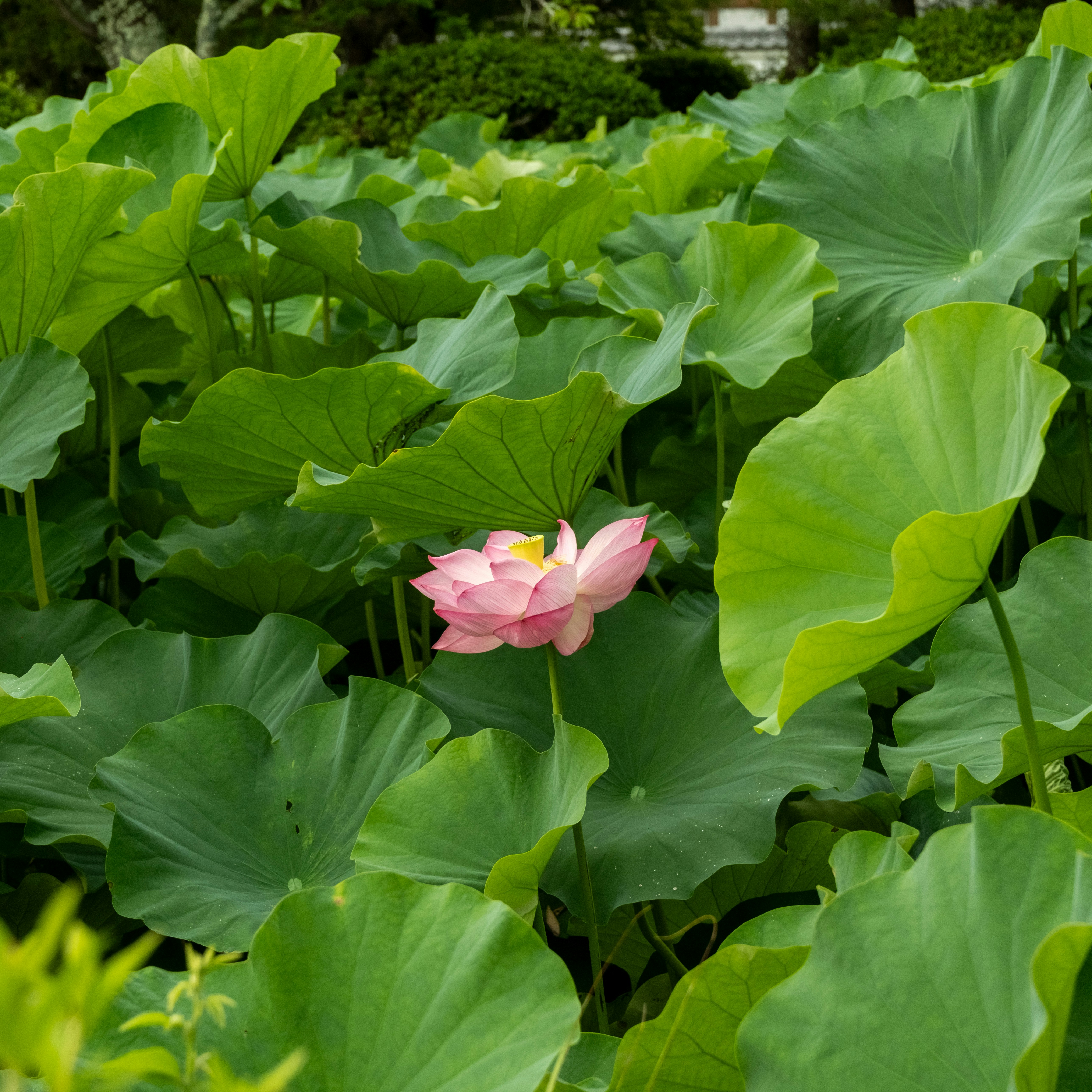 Pink Lotus Emerges Among Broad Green Pads