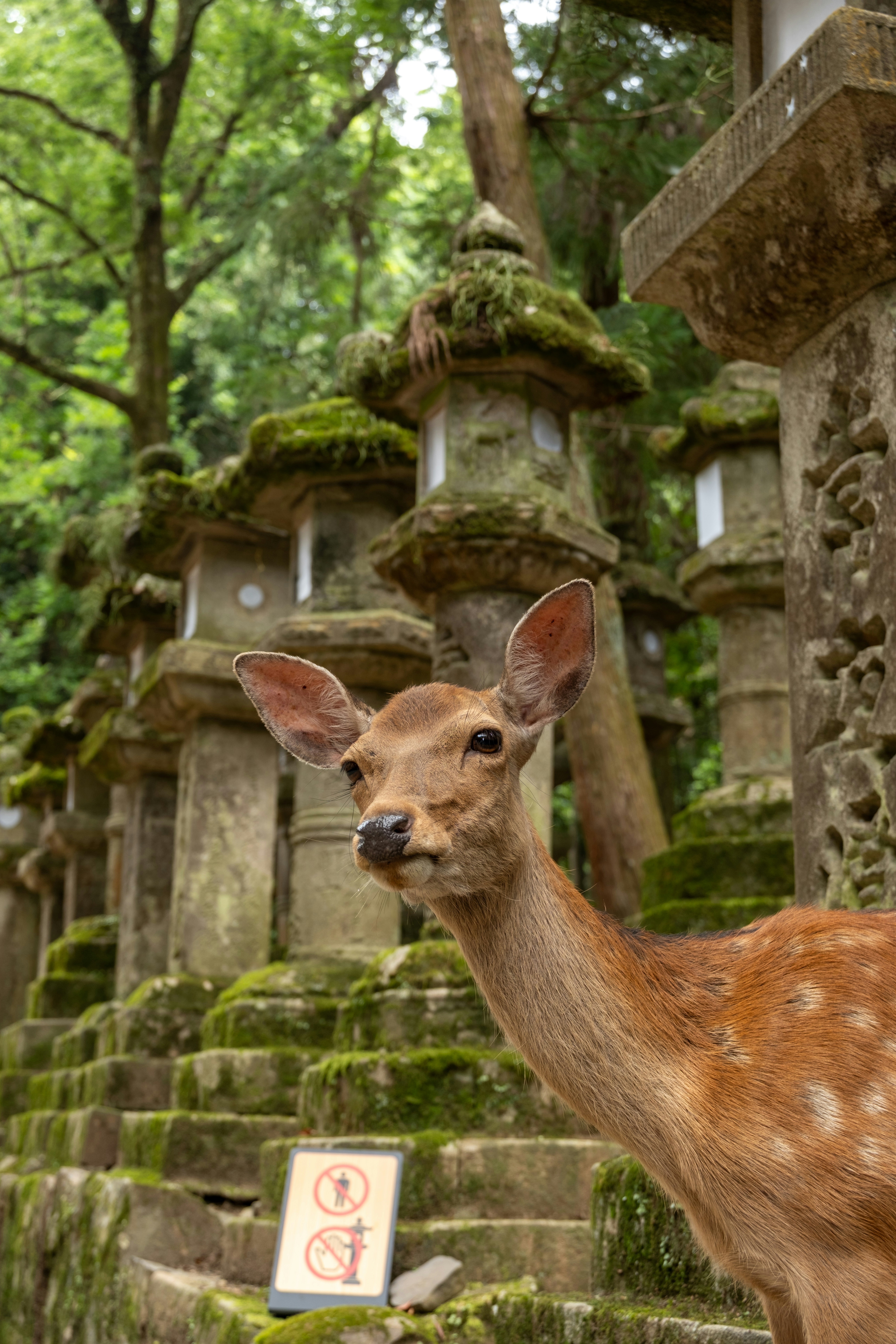 Curious Deer Among Moss-Covered Stone Lanterns