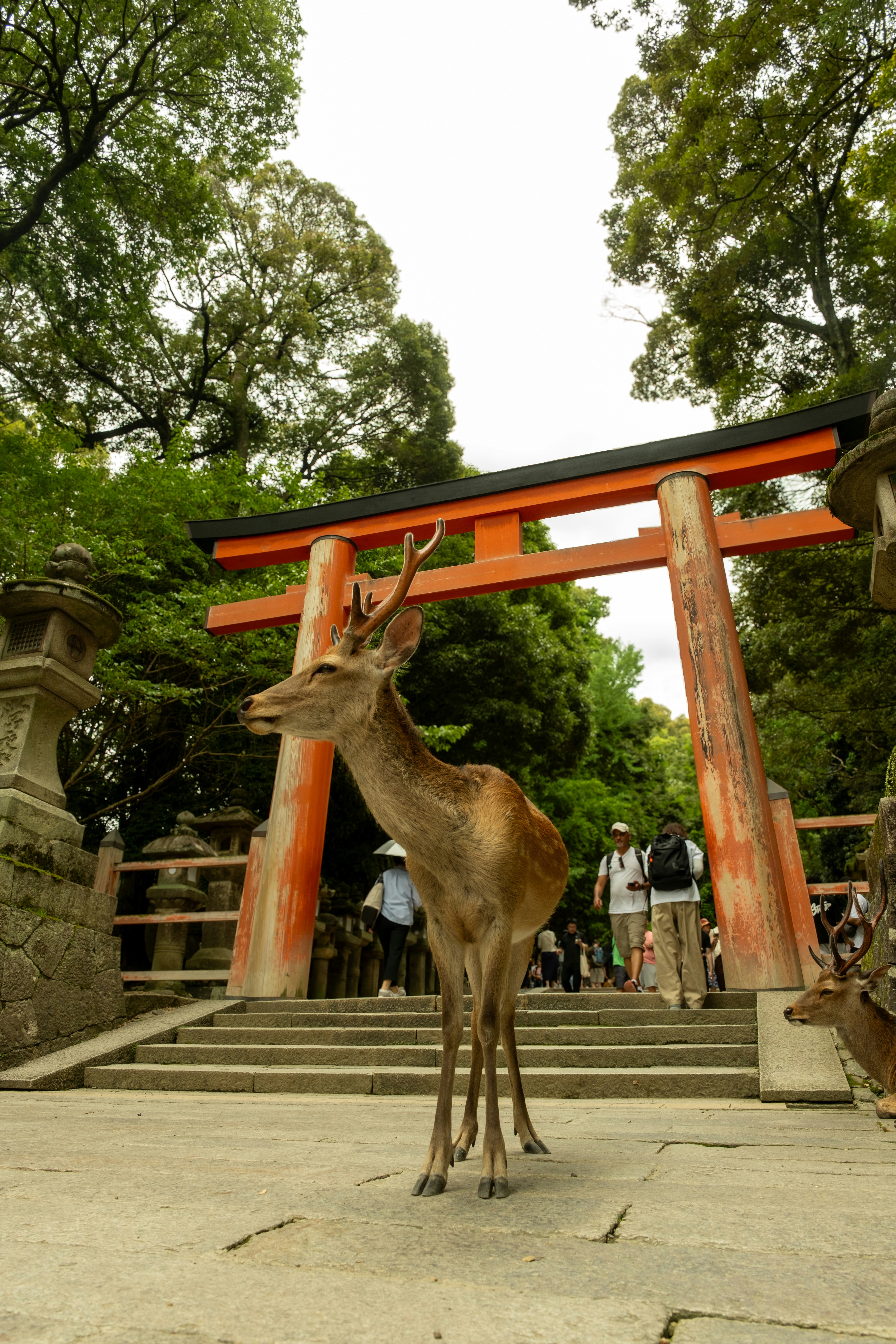 Stalking Shrine: A deer pauses before the torii gate
