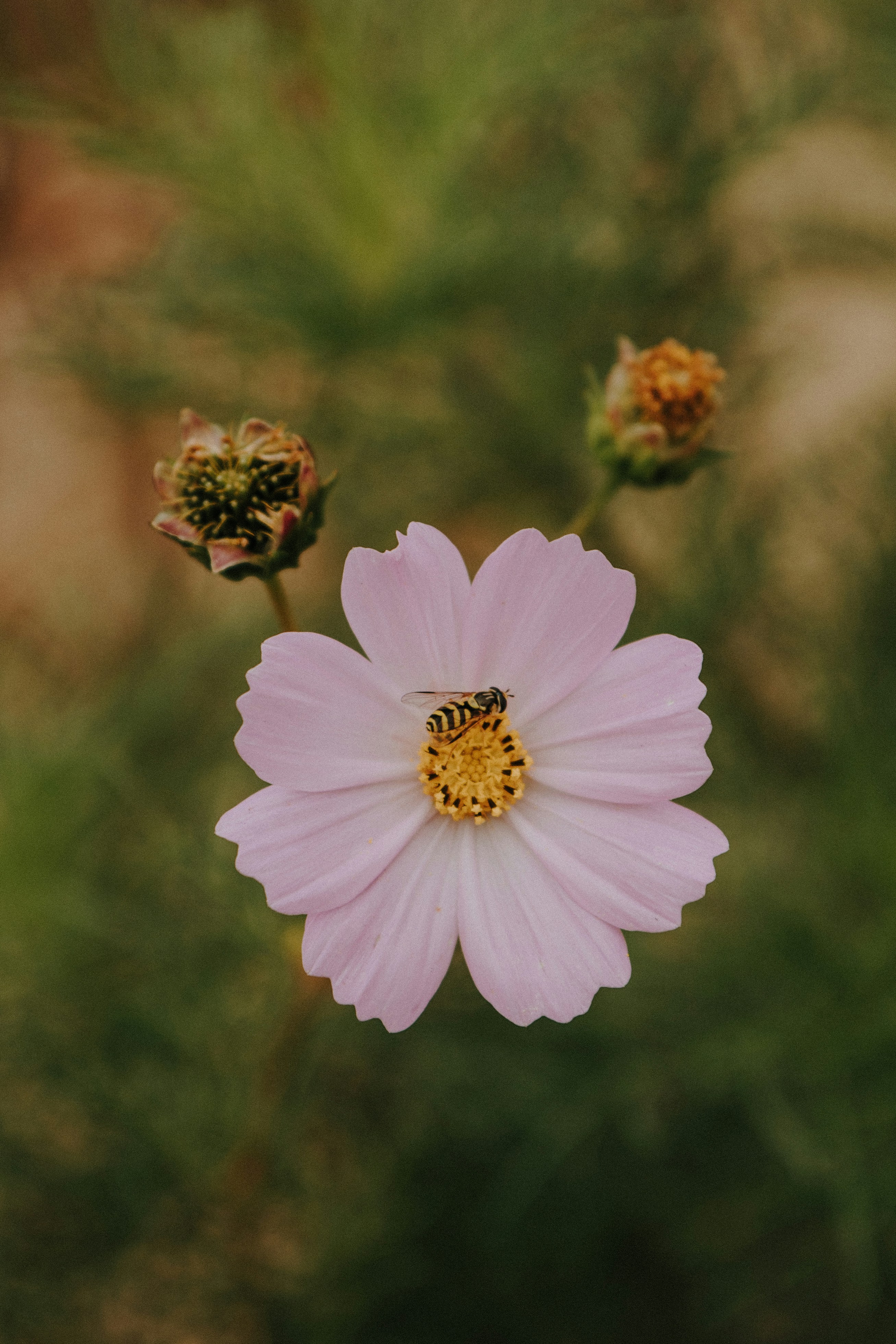 Hovering Visitor: A Honeybee Framing a Pale Pink Cosmos