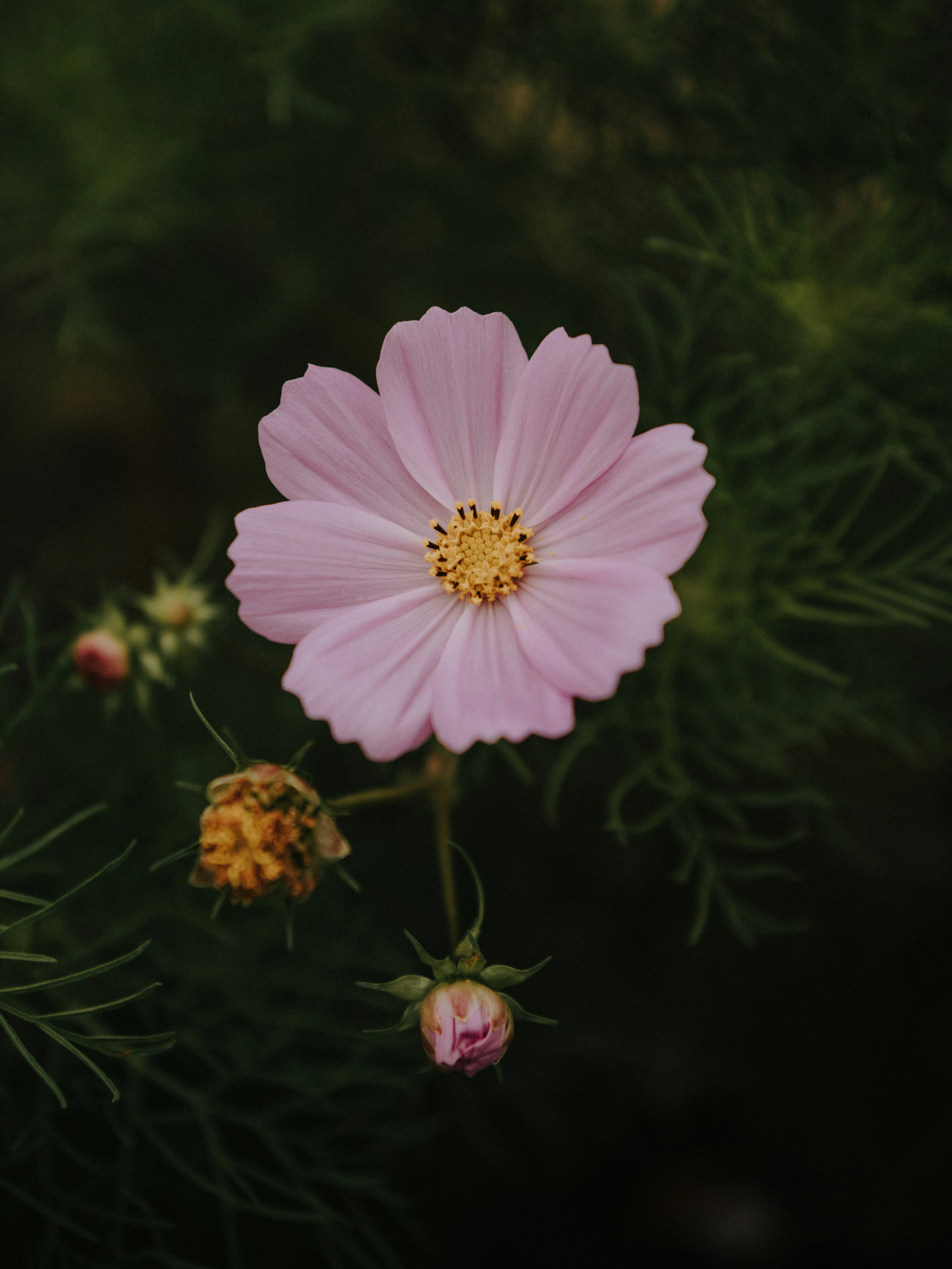 Soft-pink Cosmos Bloom Anchors a Quiet Garden Moment
