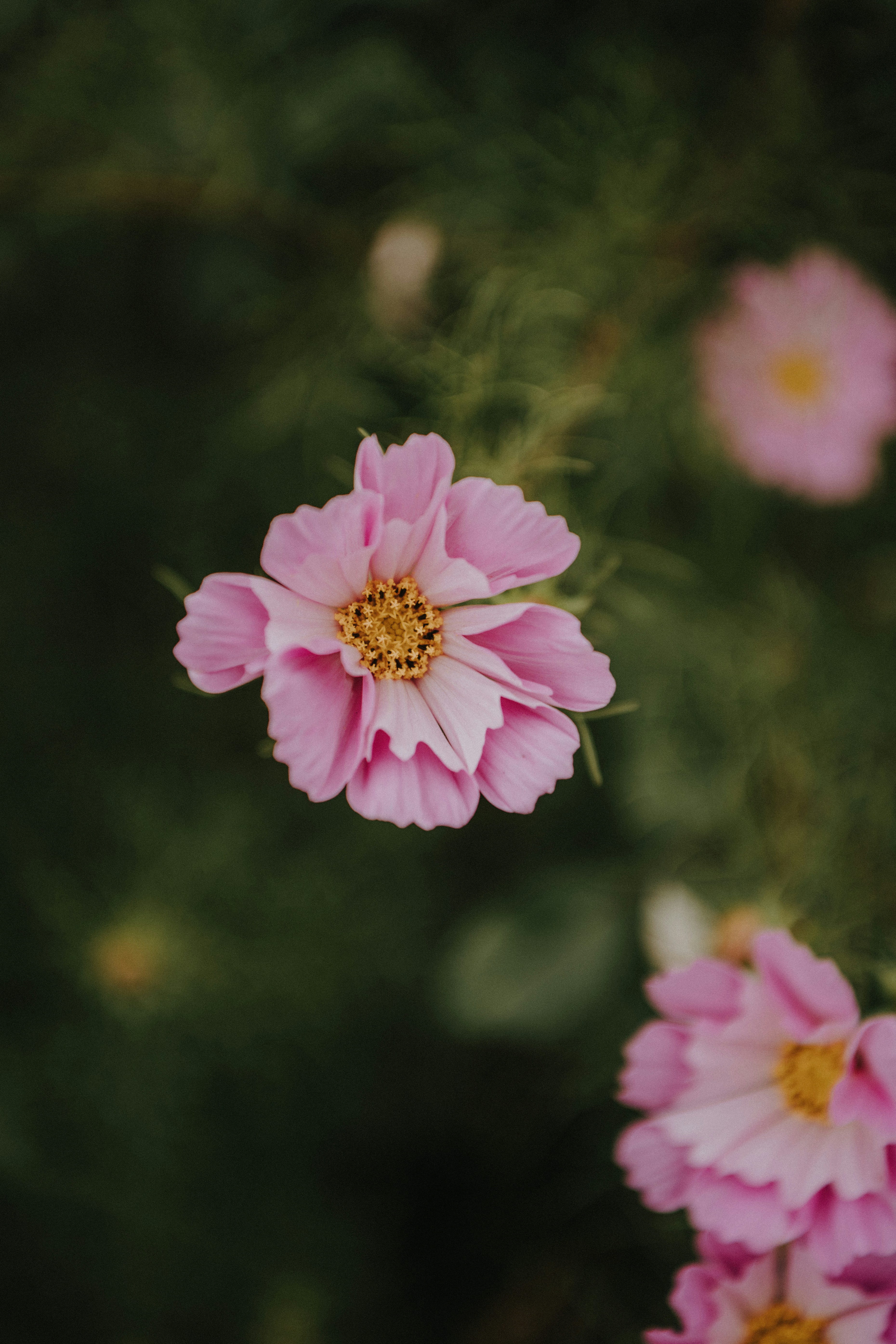Pink Blossom in Focus: A Close-Up Portrait of Gentle Petals