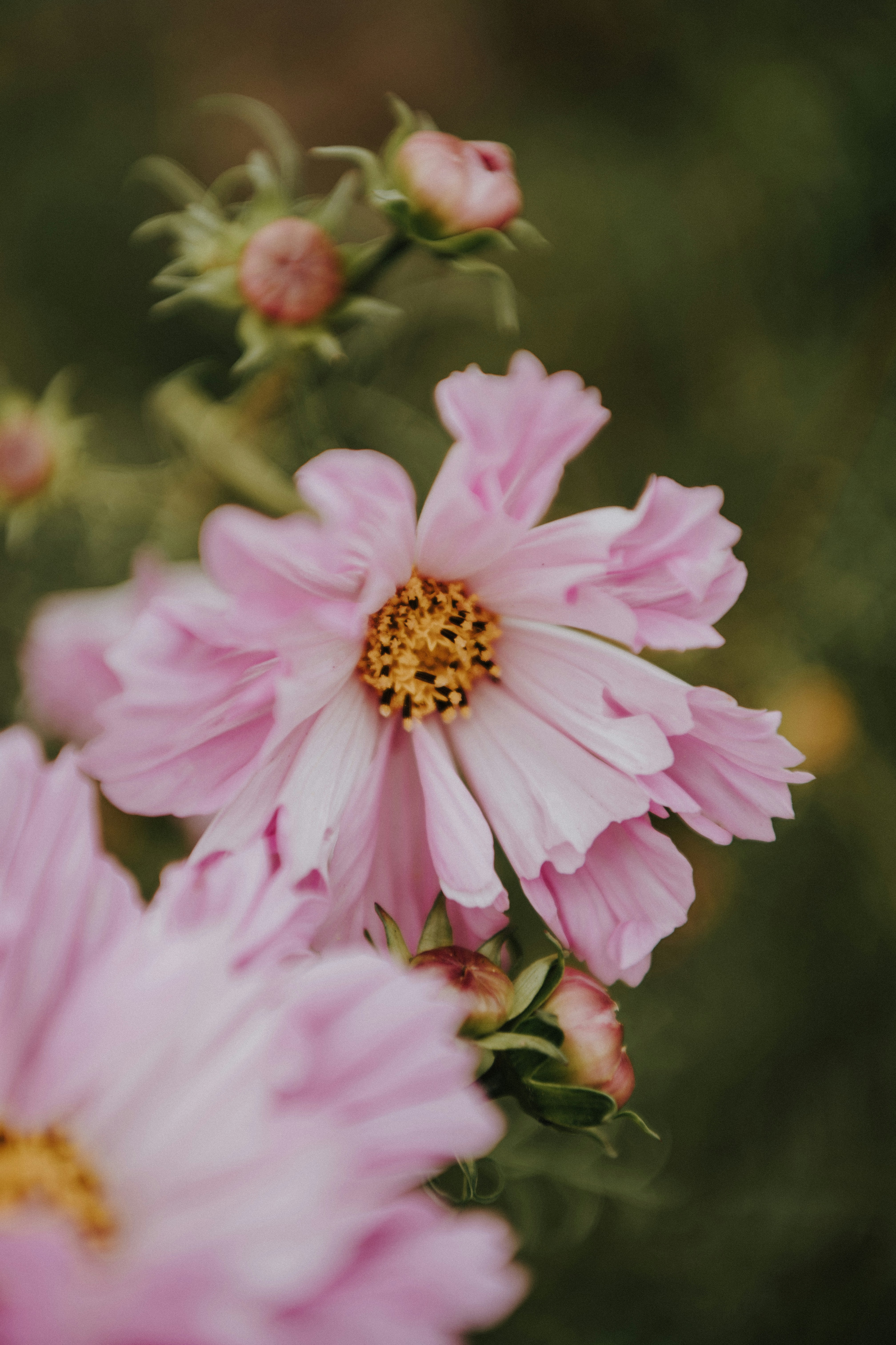 Soft-petaled Blooms in a Mist of Green