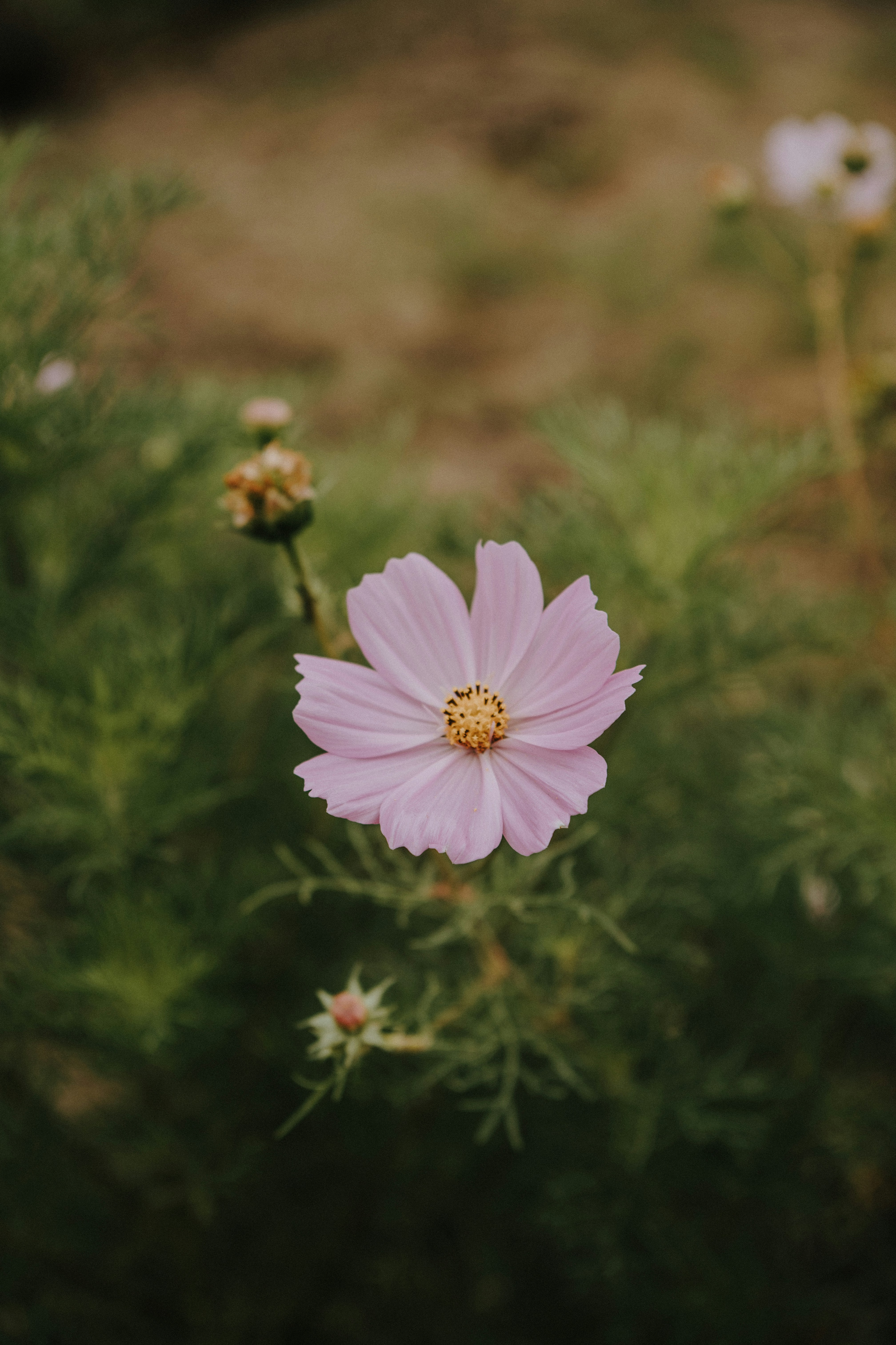 Soft-focus Cosmos: A Pink Bloom in Quiet Field