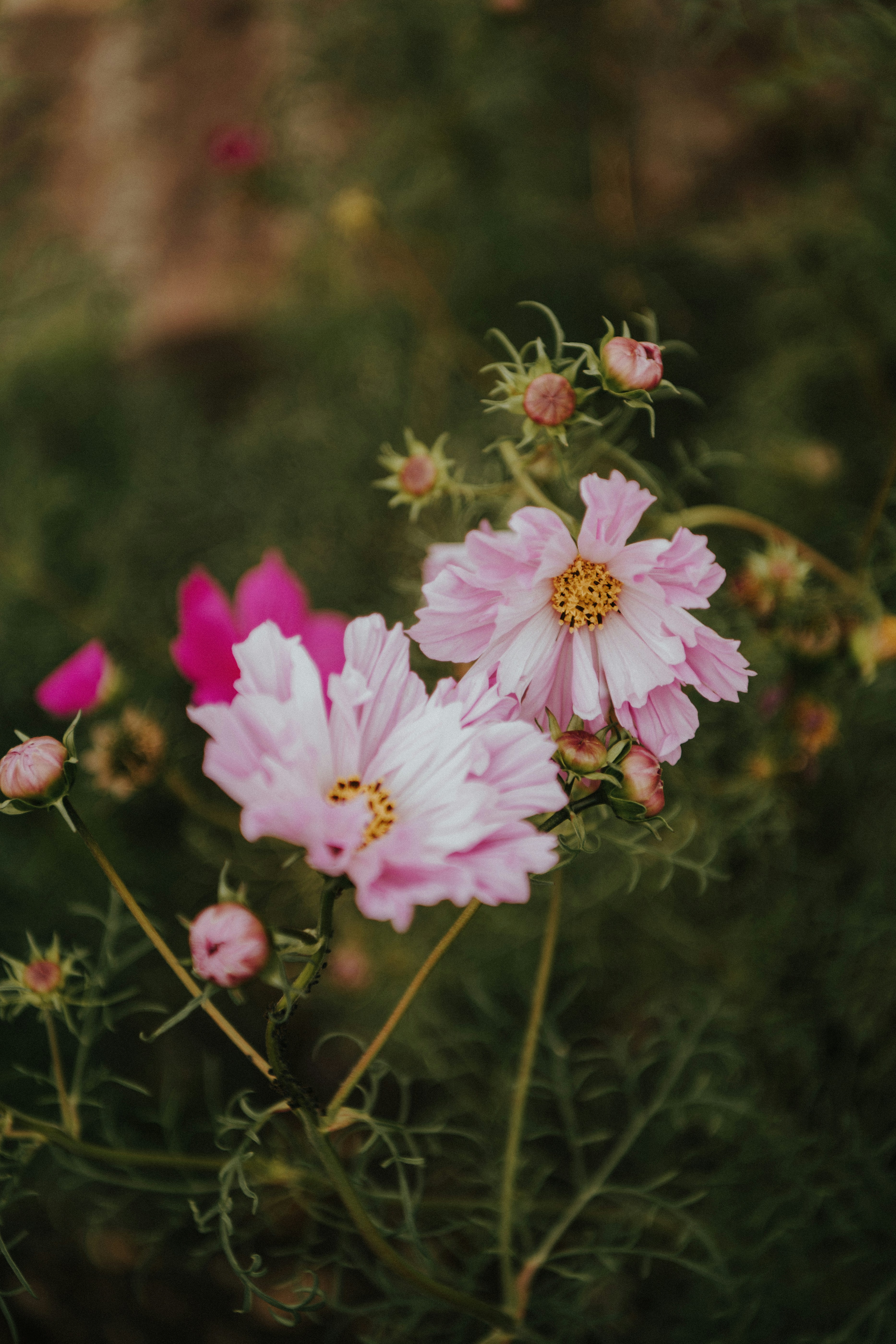 Soft Pink Cosmos Amid Green Tangle