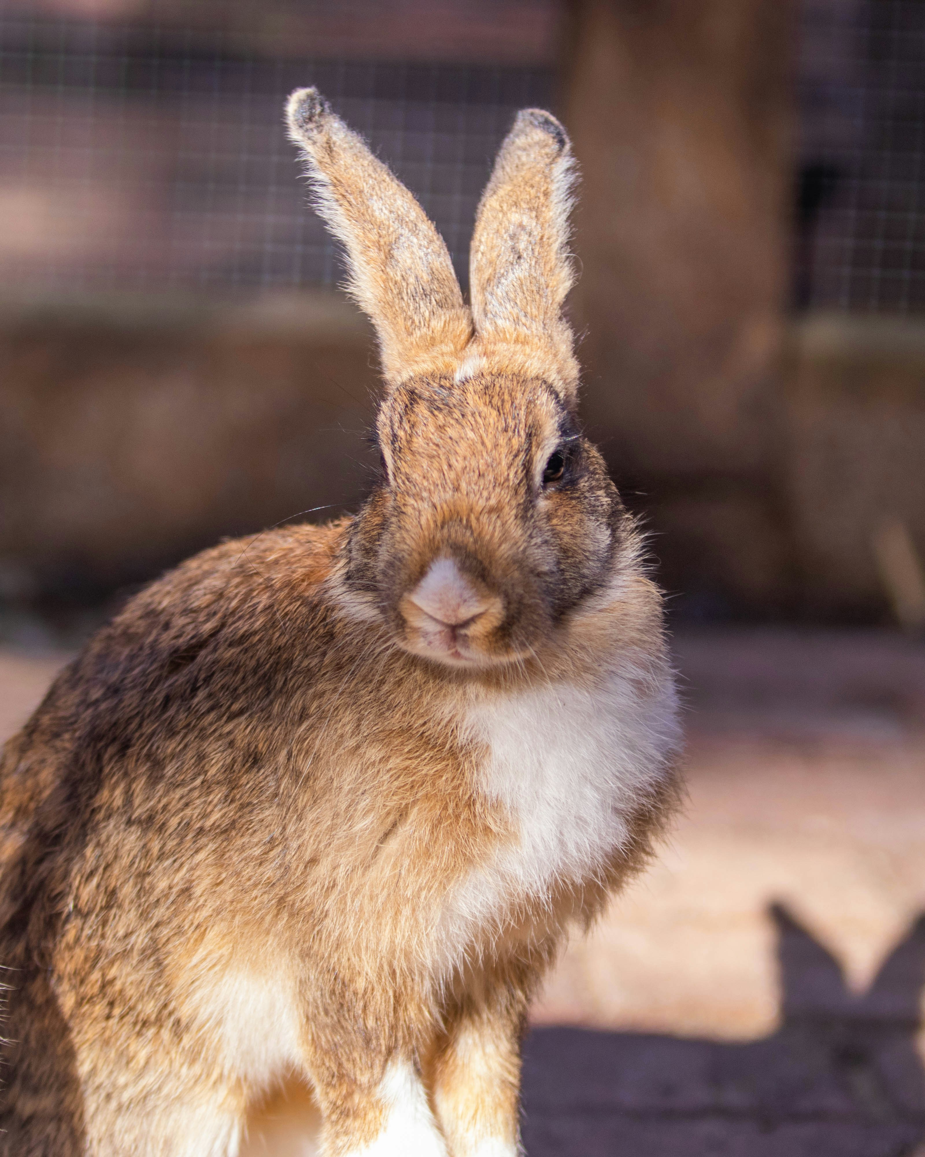 Curious Hare Portrait: Direct Gaze in Warm Farm Light