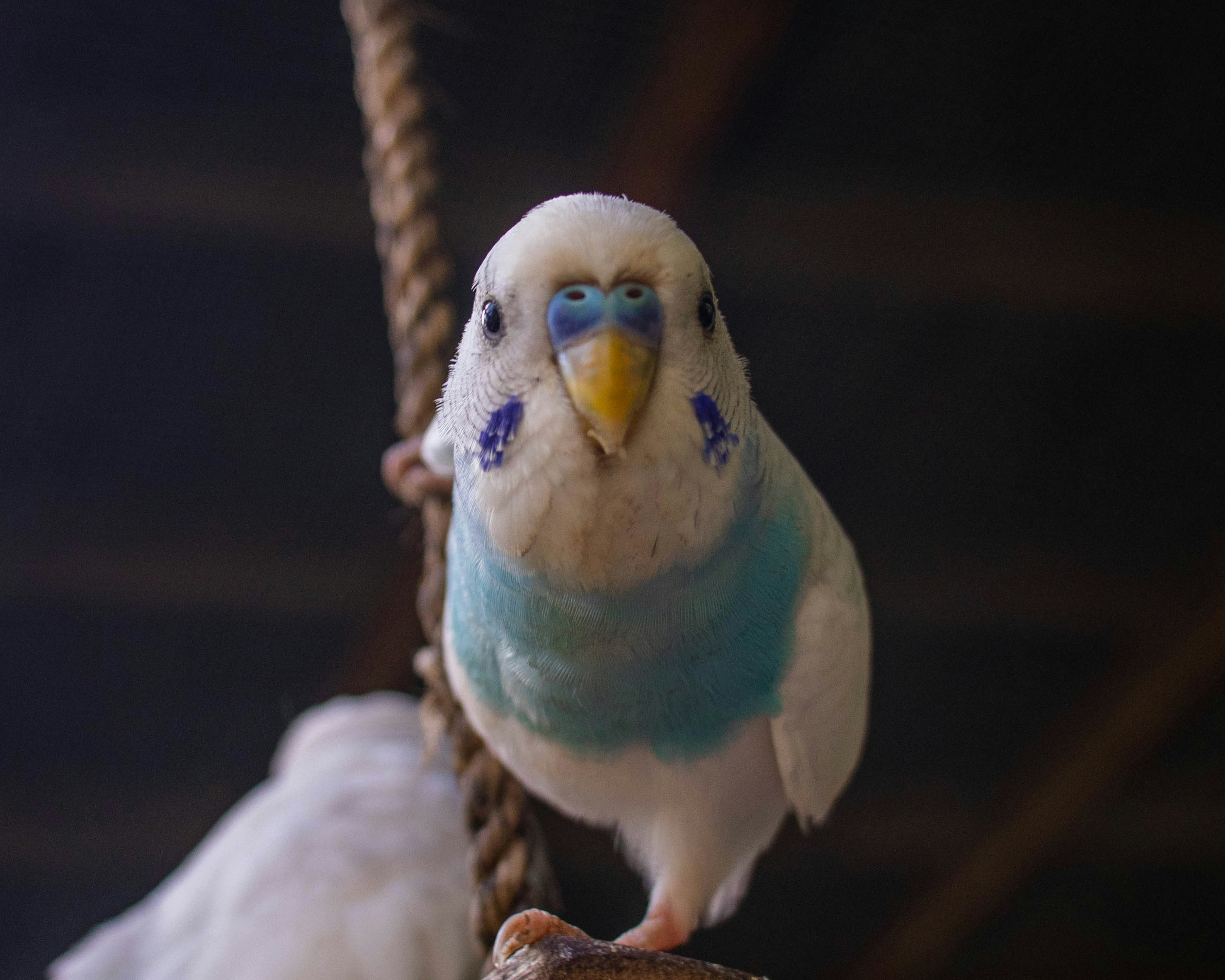 Azure-cheeked Parrot: Close-Up of a Pet Blue Ringed Budgie Staring Down the Lens