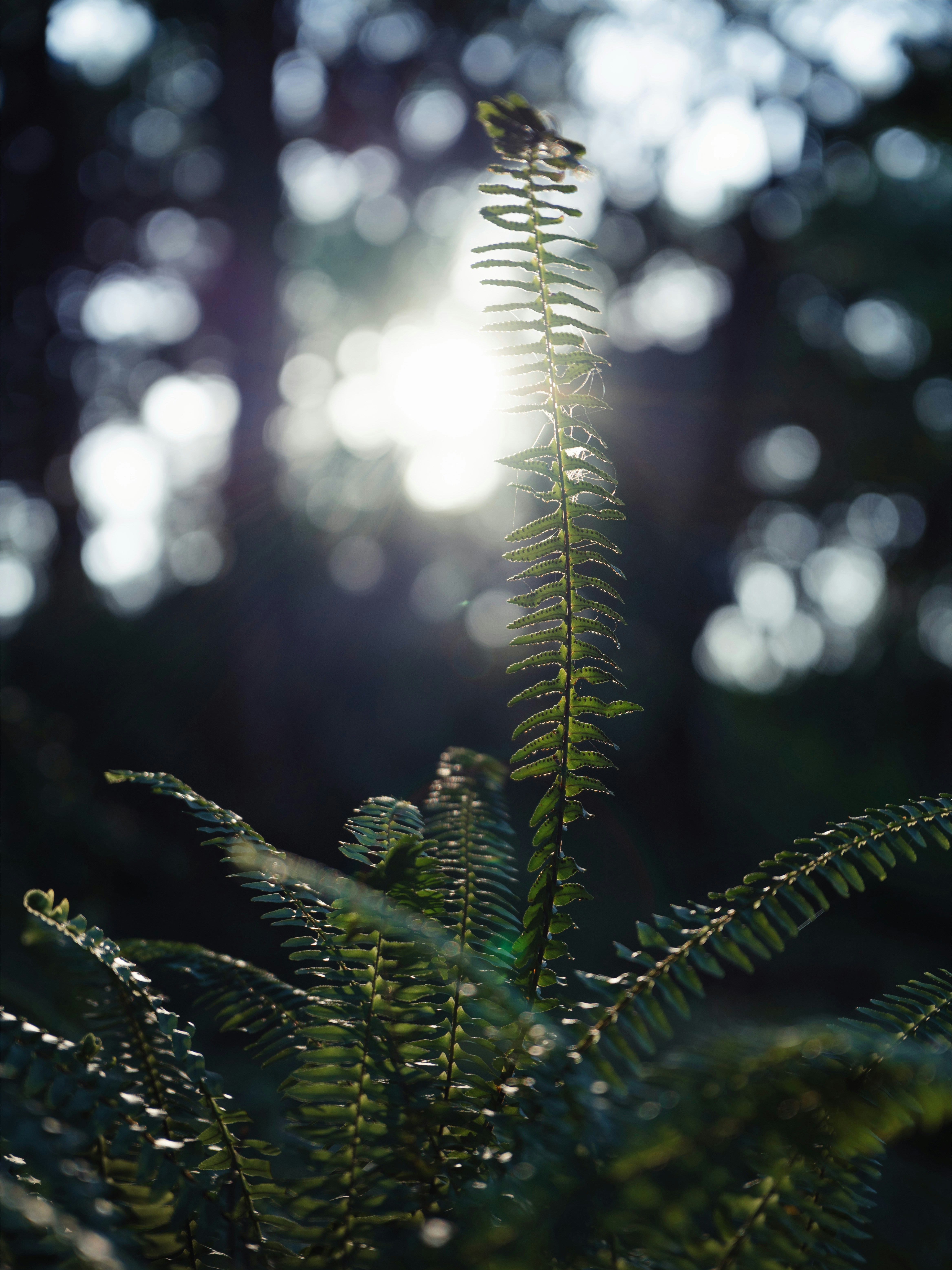 Sunlit Fern Stem Reaching Toward the Backlit Canopy