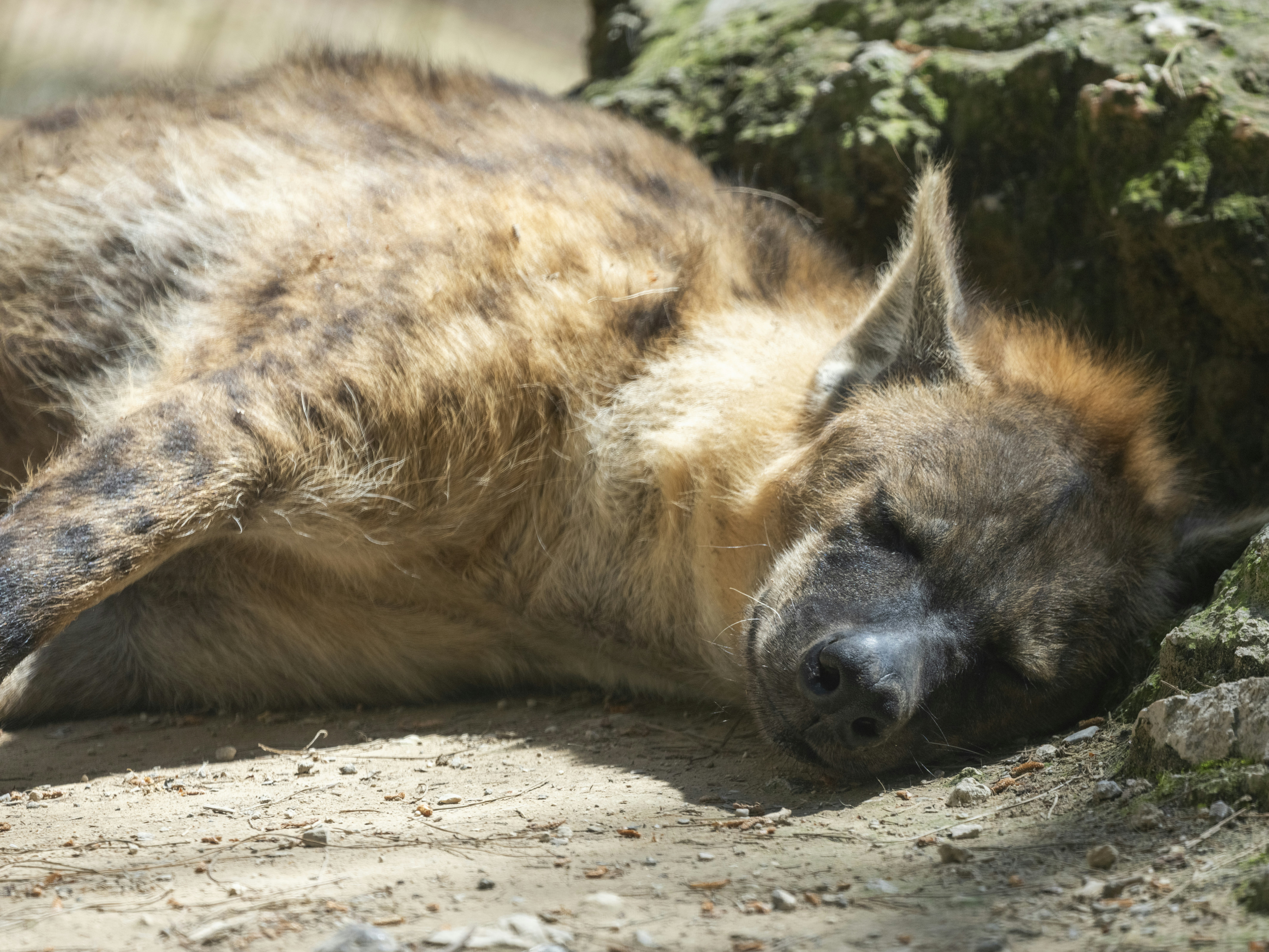 Silent Rest: A Wolf Shaded by Dappled Light