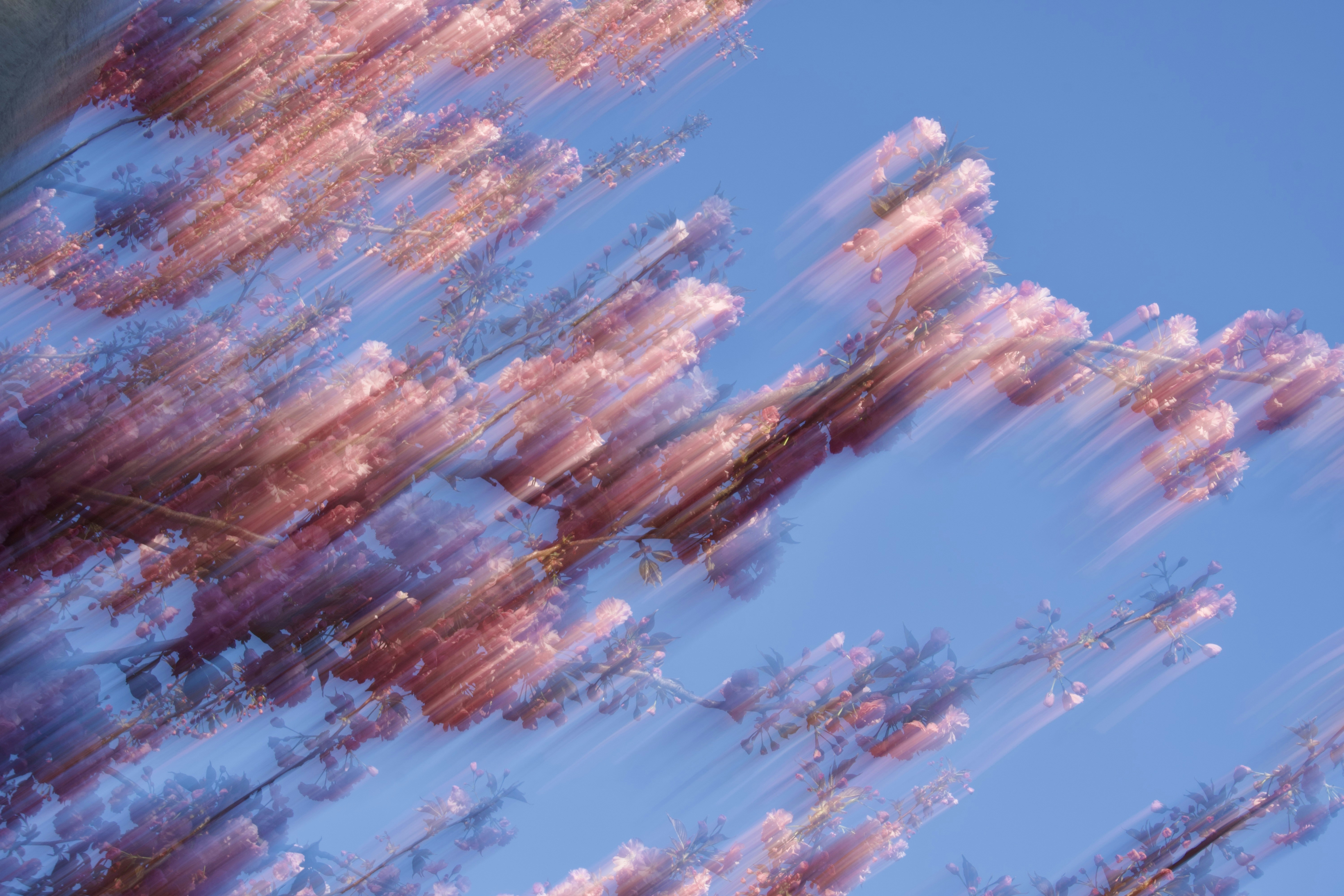 Blossoms in Motion: Blurred Skyward Branches