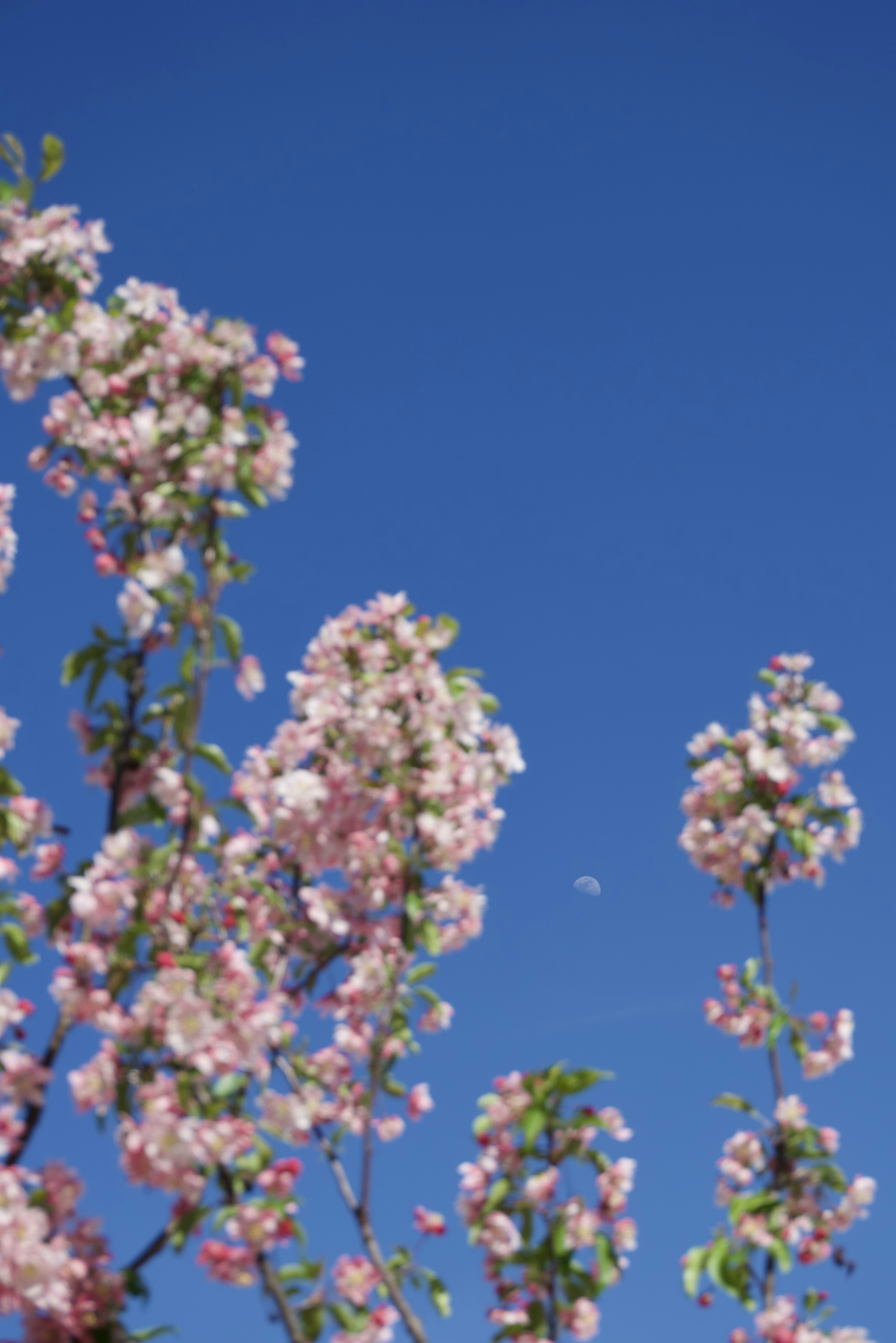 Blossoms Reaching for a Wide Blue Sky