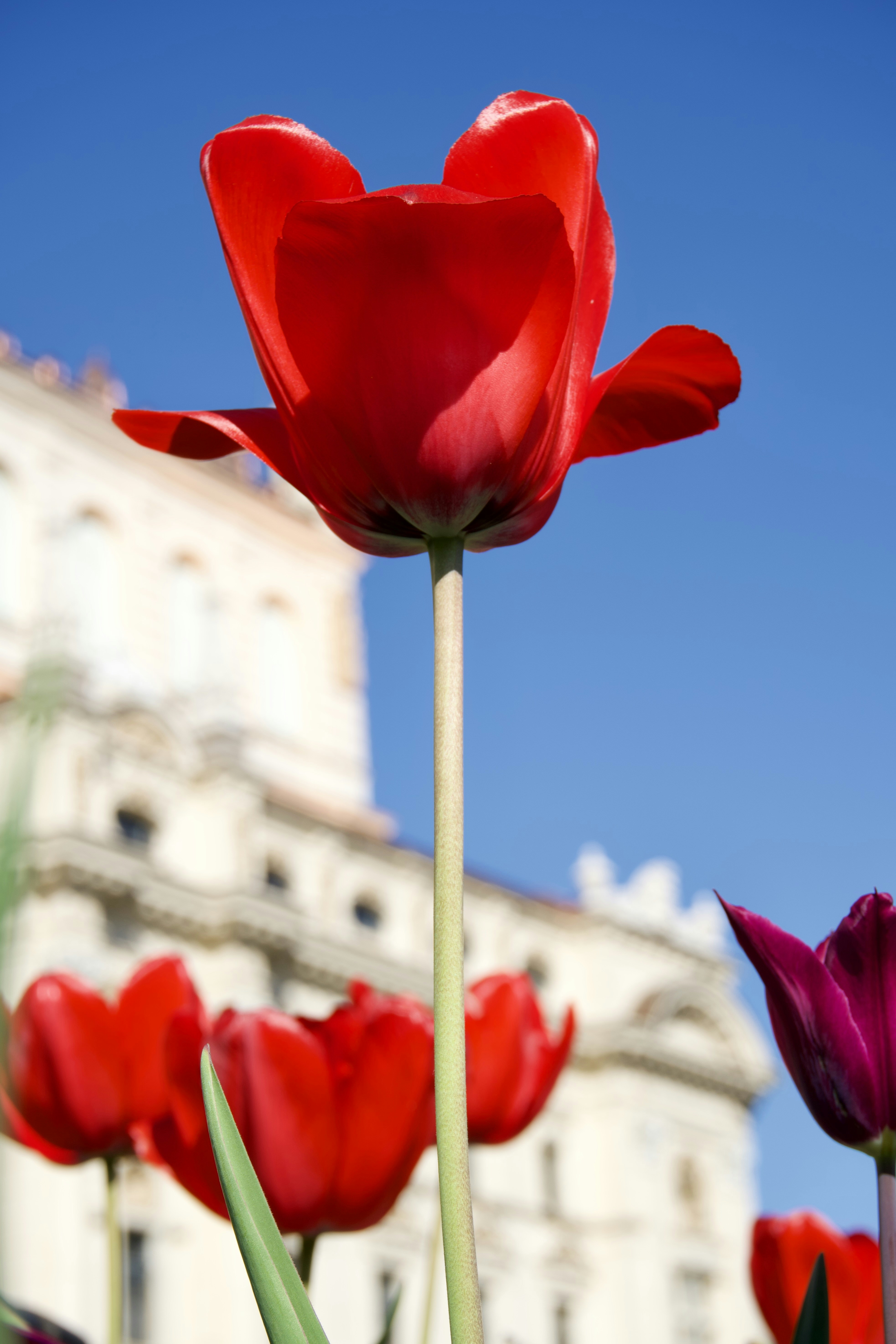 Scarlet Tulip Against a Clear Blue Sky