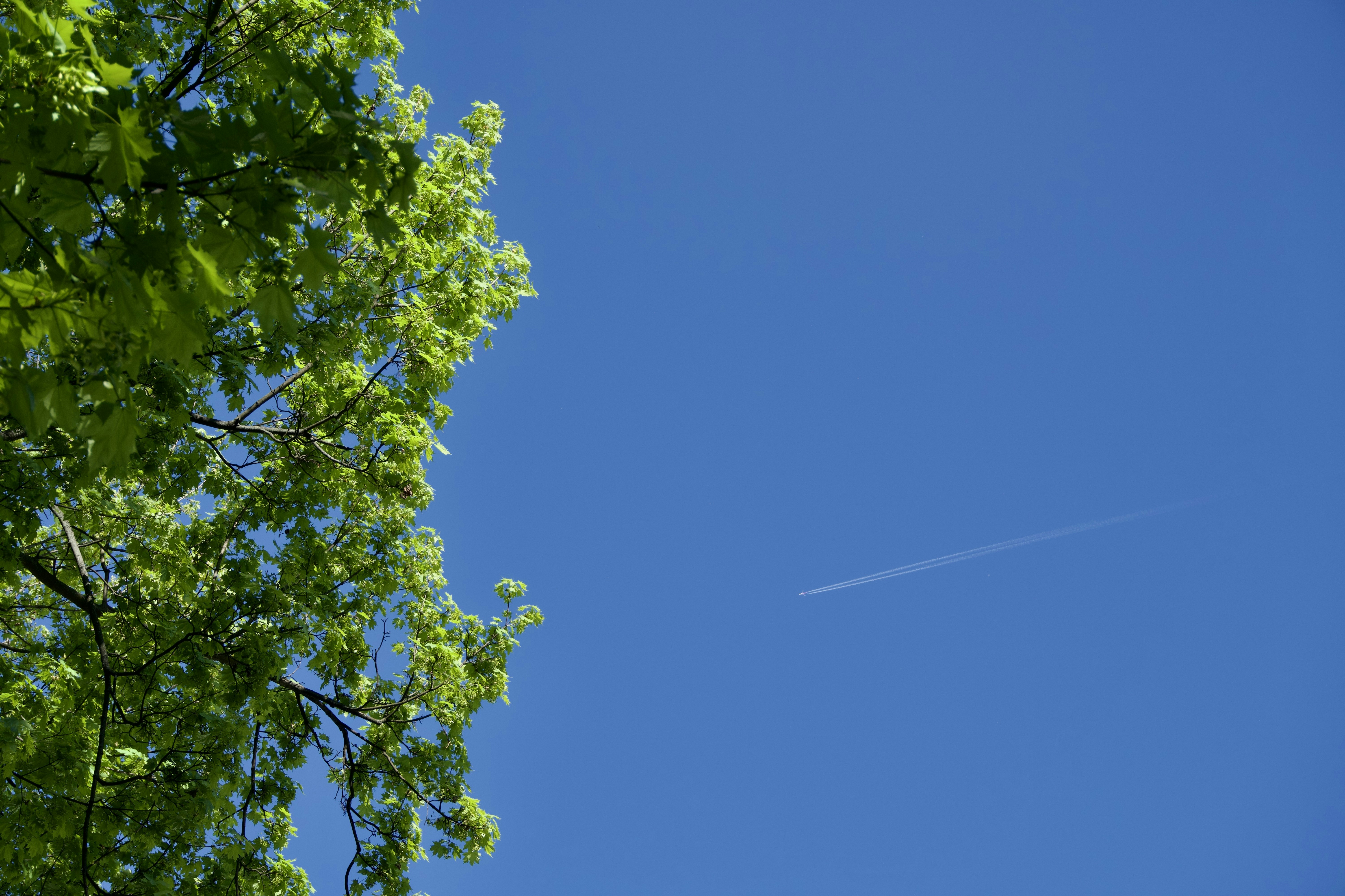 Azure Sky Trace: A Contrail Across Fresh Green Canopy