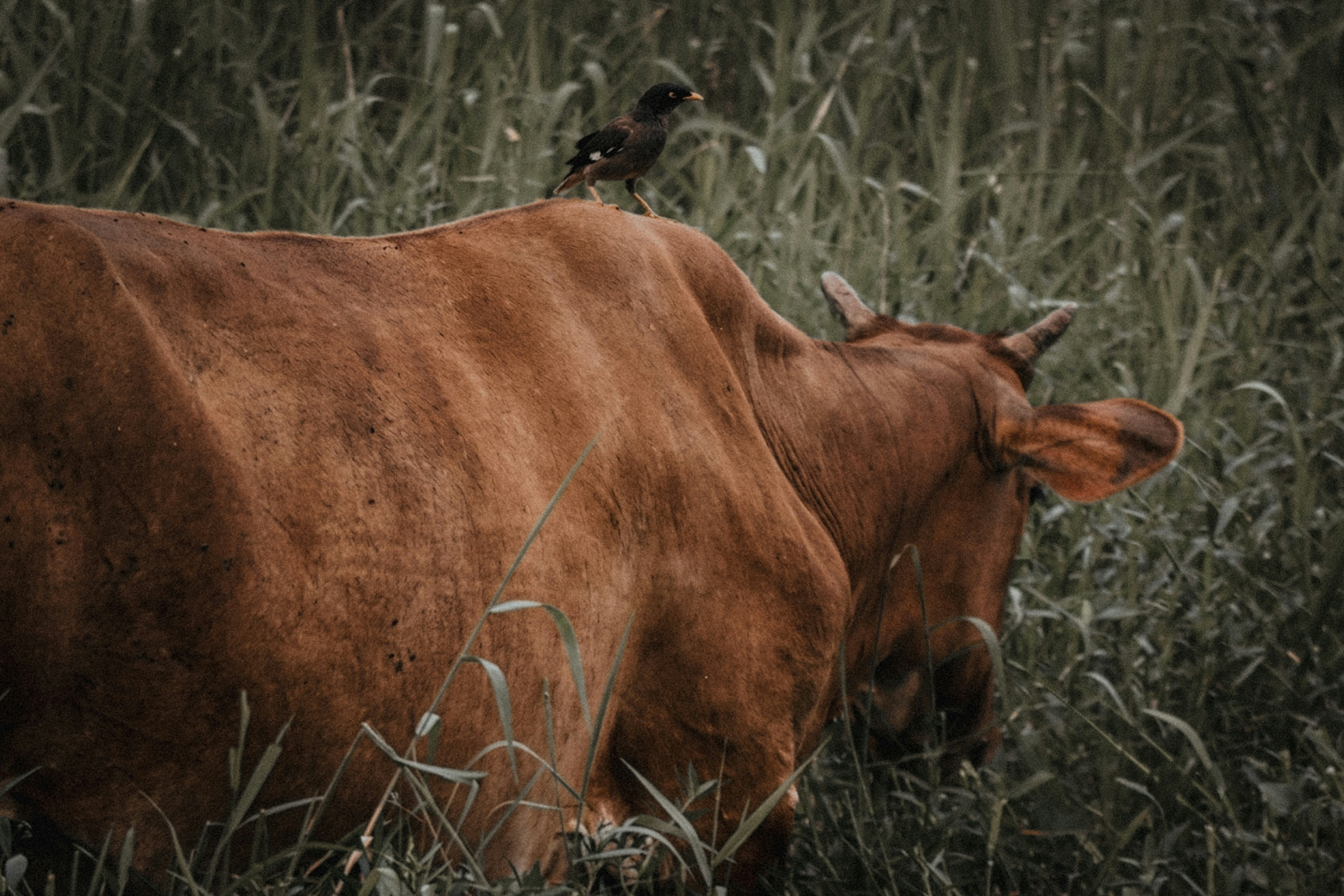 A Cow in Long Grass with a Small Bird Perched on its Back