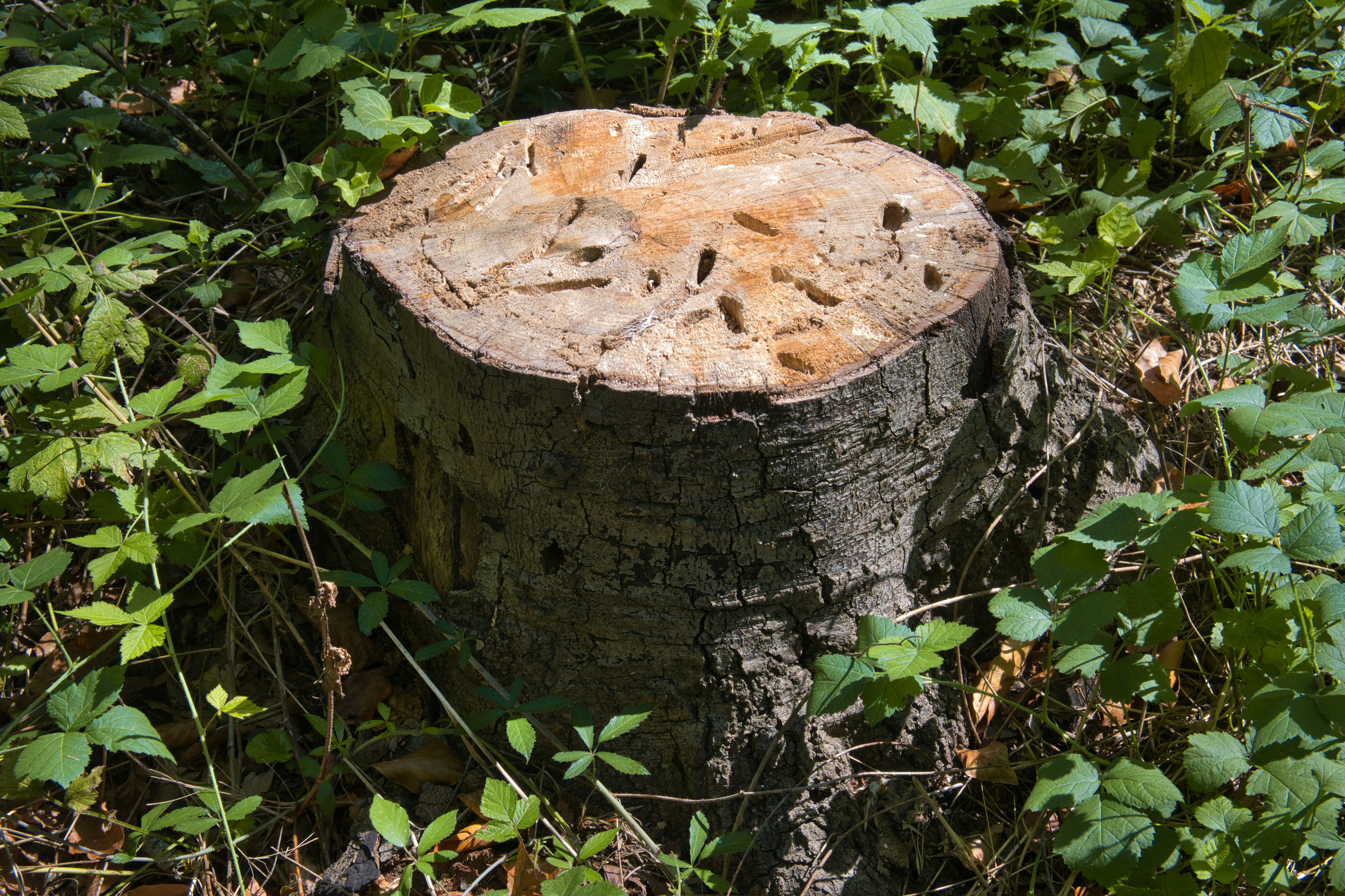 Weathered tree stump surrounded by leafy undergrowth in dappled light, with textured bark and concentric rings visible on the top surface. A natural outdoor scene emphasizing texture and muted colors.