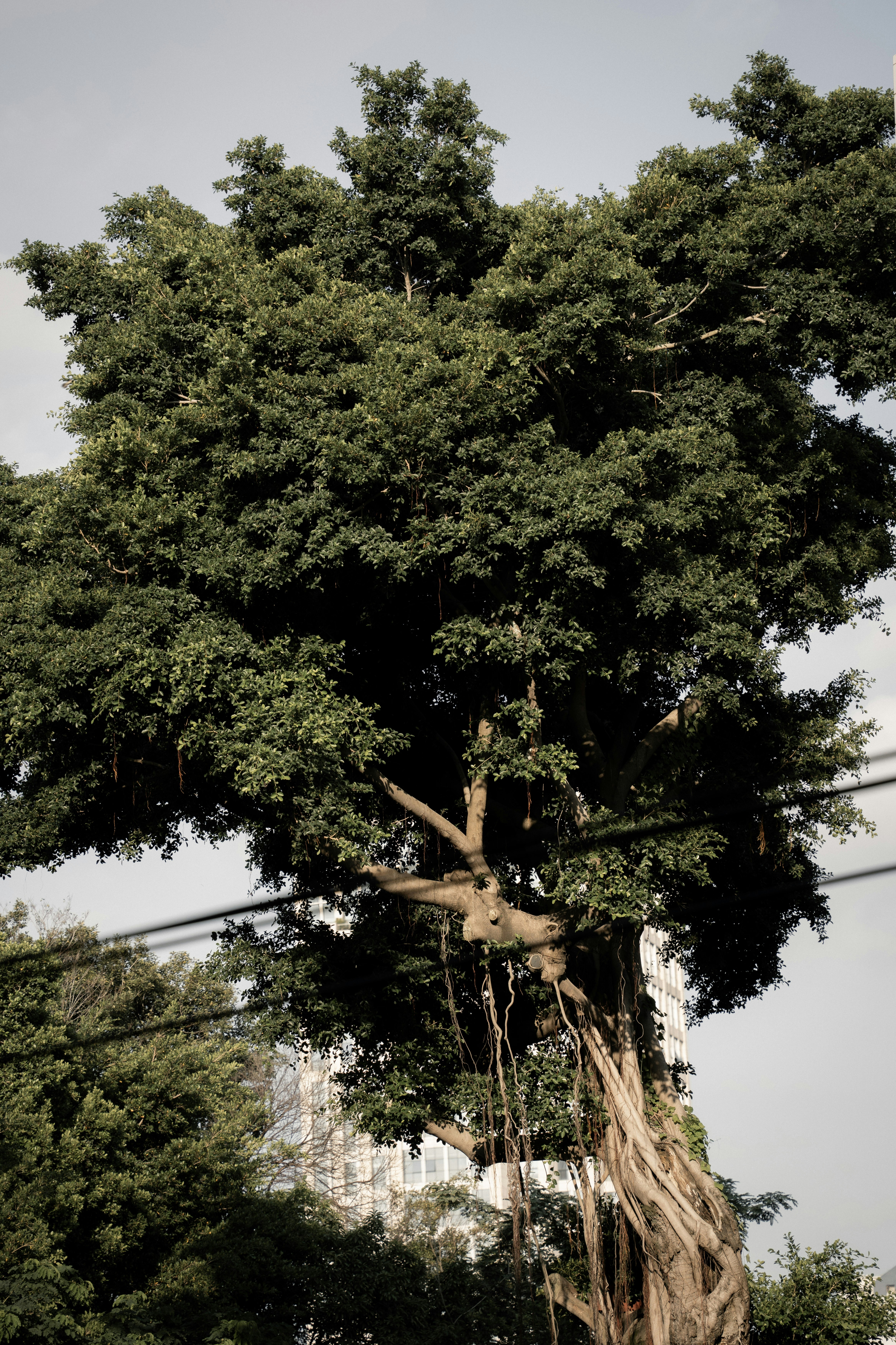 Majestic Canopy: A Monumental Tree Rooted in Urban Light