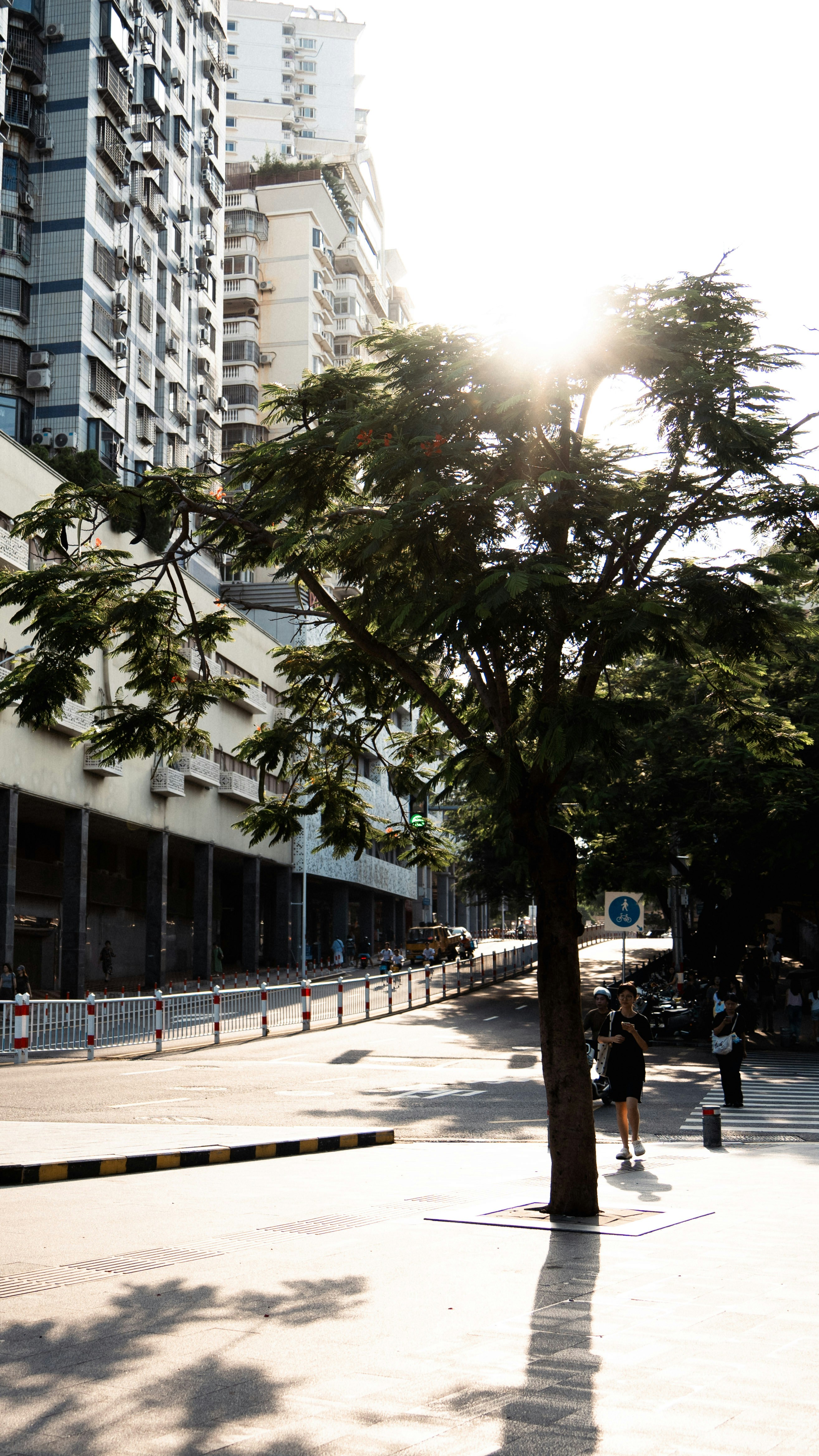 Tall tree in a sunlit city street with high-rise buildings and pedestrians in the background.